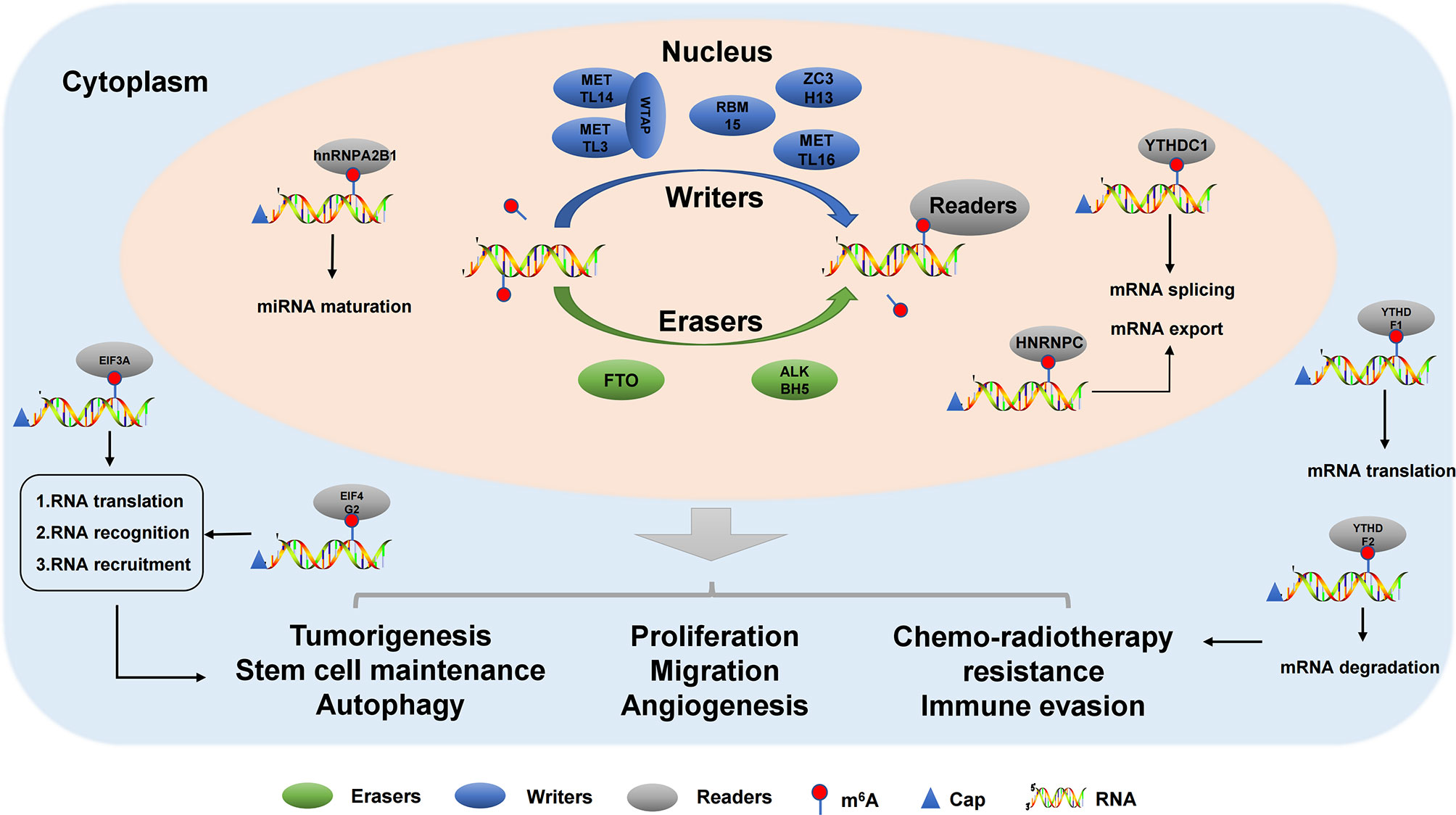 Frontiers Emerging Roles Of M6a Rna Methylation Regulators In