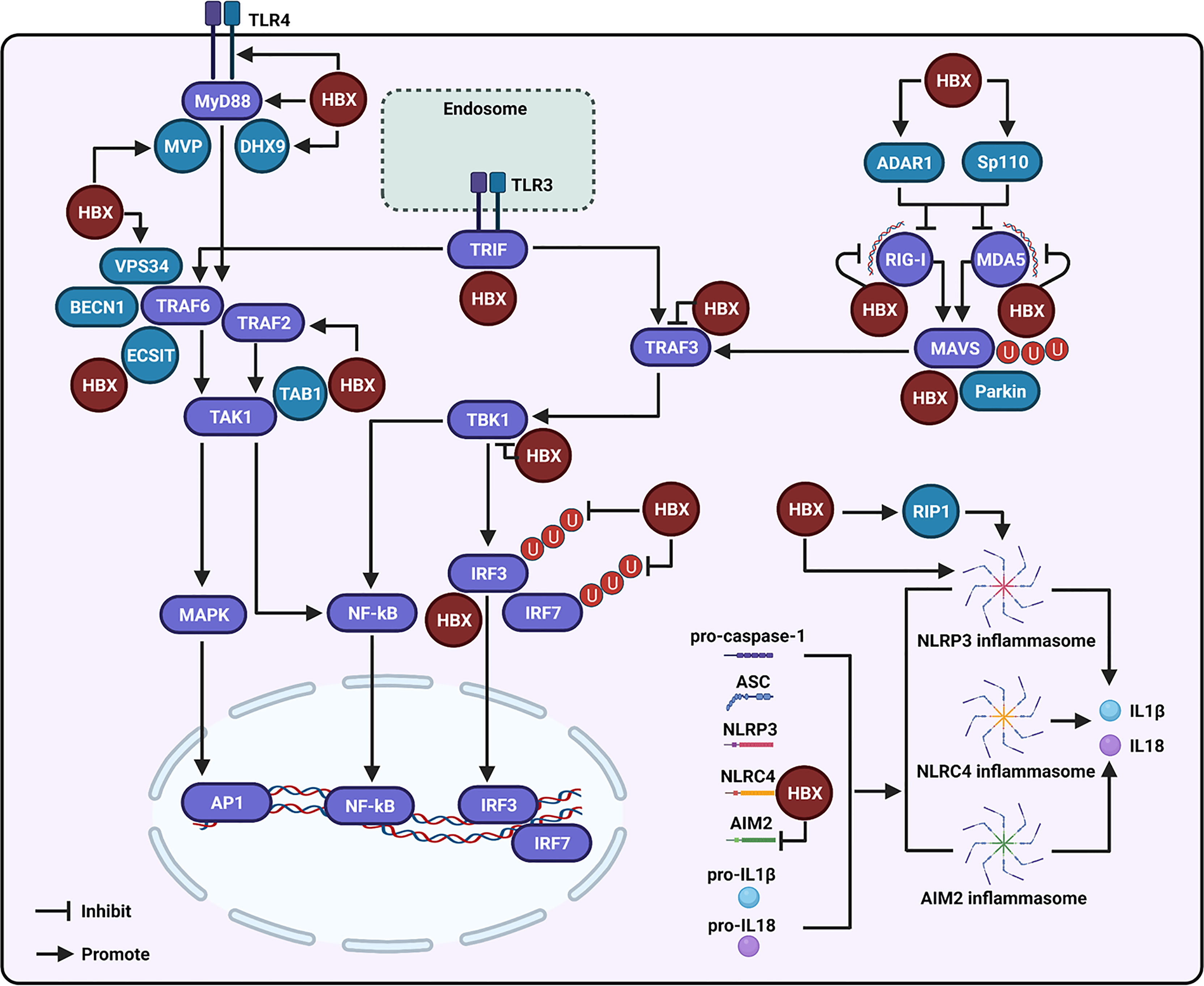 Frontiers Regulation Of Pattern Recognition Receptor Signaling By Hbx