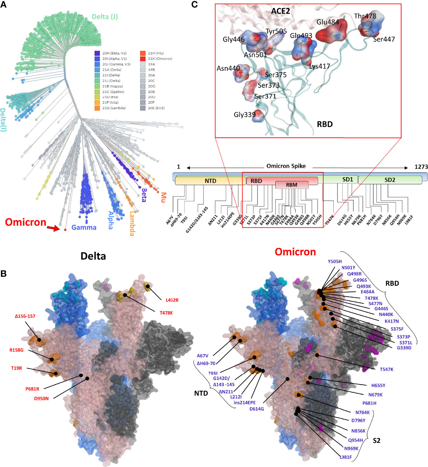 Frontiers Omicron A Heavily Mutated SARS CoV 2 Variant Exhibits Stronger Binding To ACE2 And 