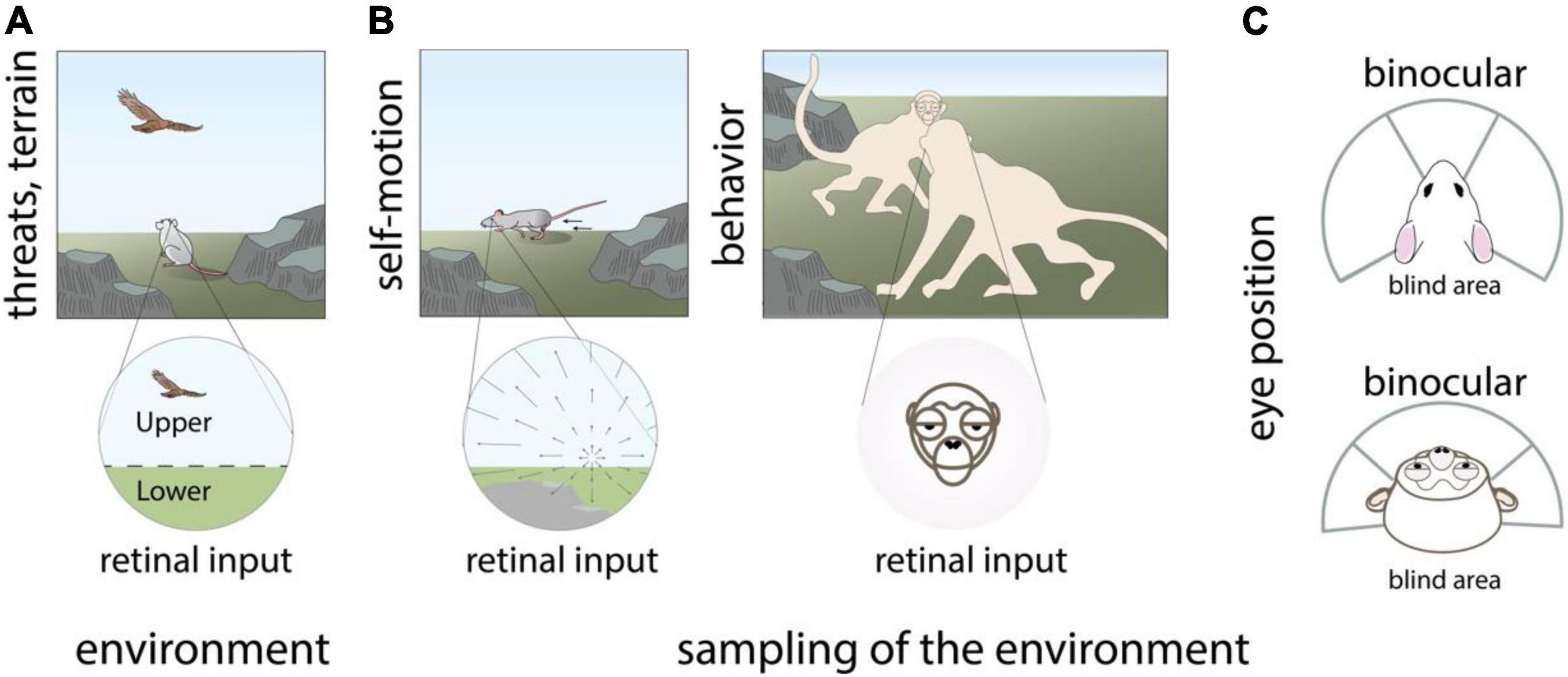 Frontiers What And Where Location Dependent Feature Sensitivity As A Canonical Organizing 