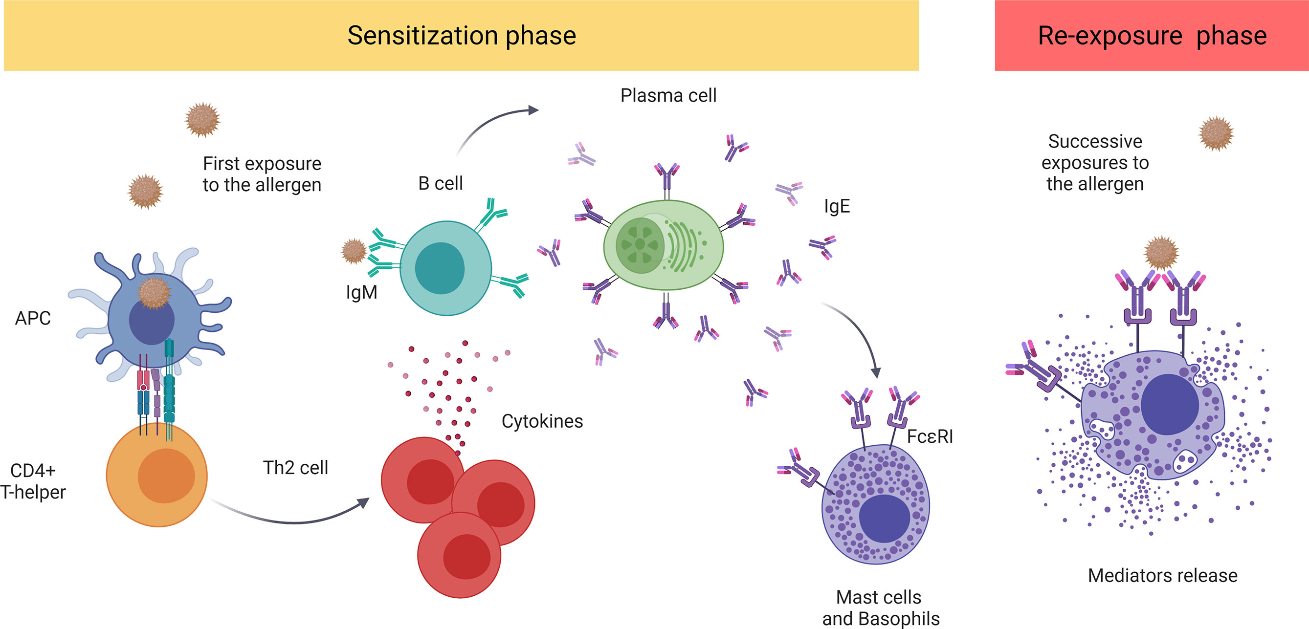 Frontiers Pathophysiological Cellular And Molecular Events Of The