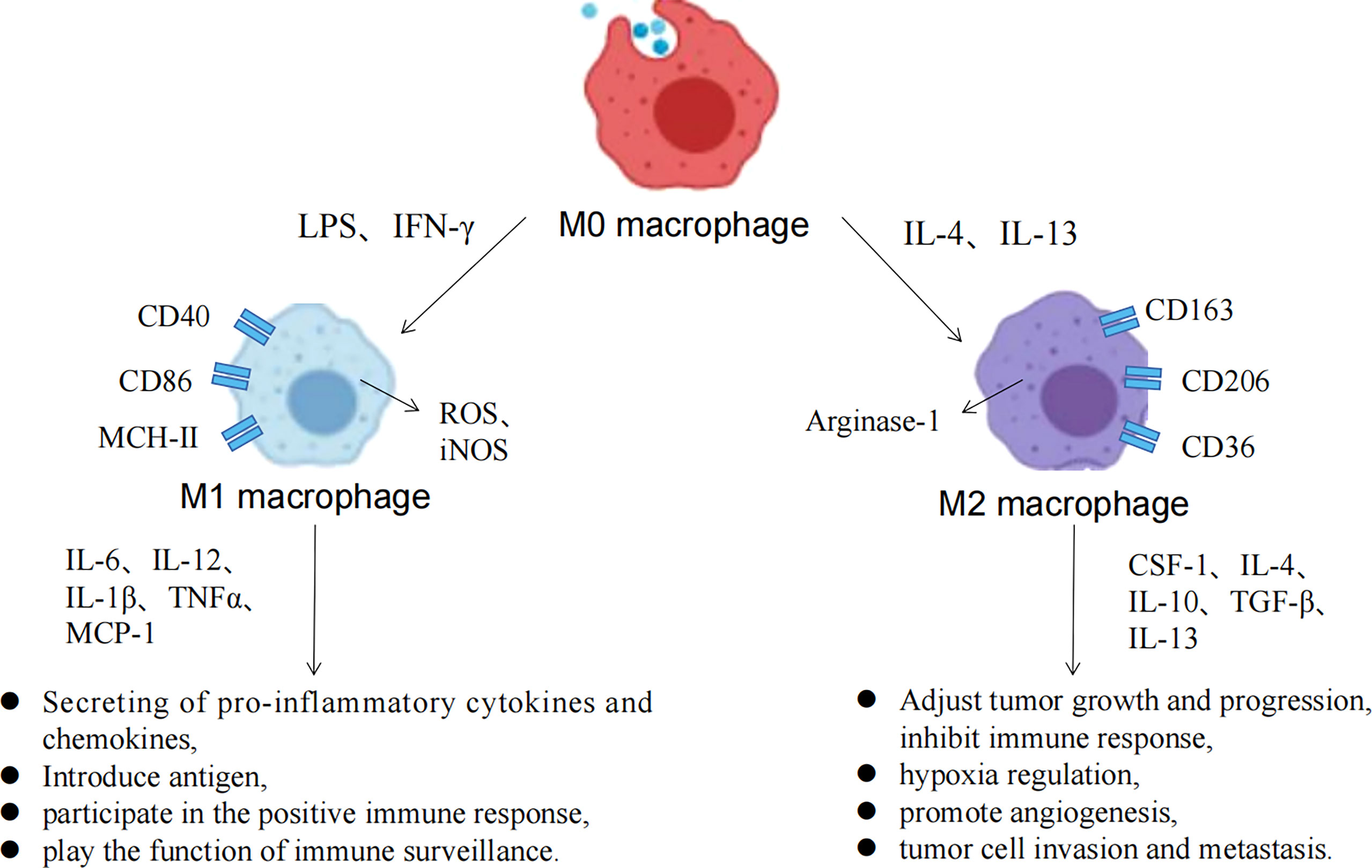 Macrophage M1 M2 Polarization Macrophage M1 M2 Polarization