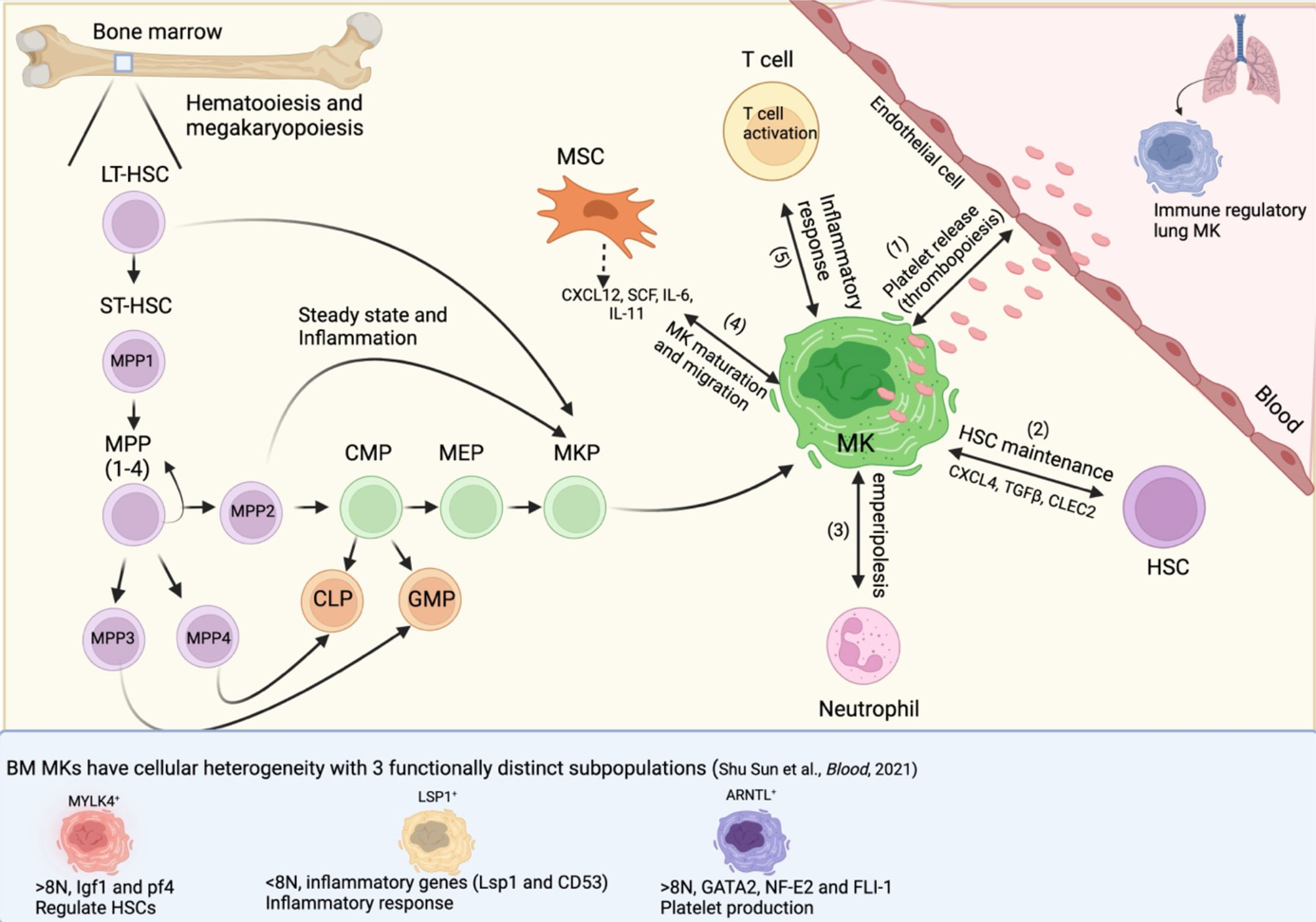 Frontiers Megakaryocyte Diversity In Ontogeny Functions And Cell
