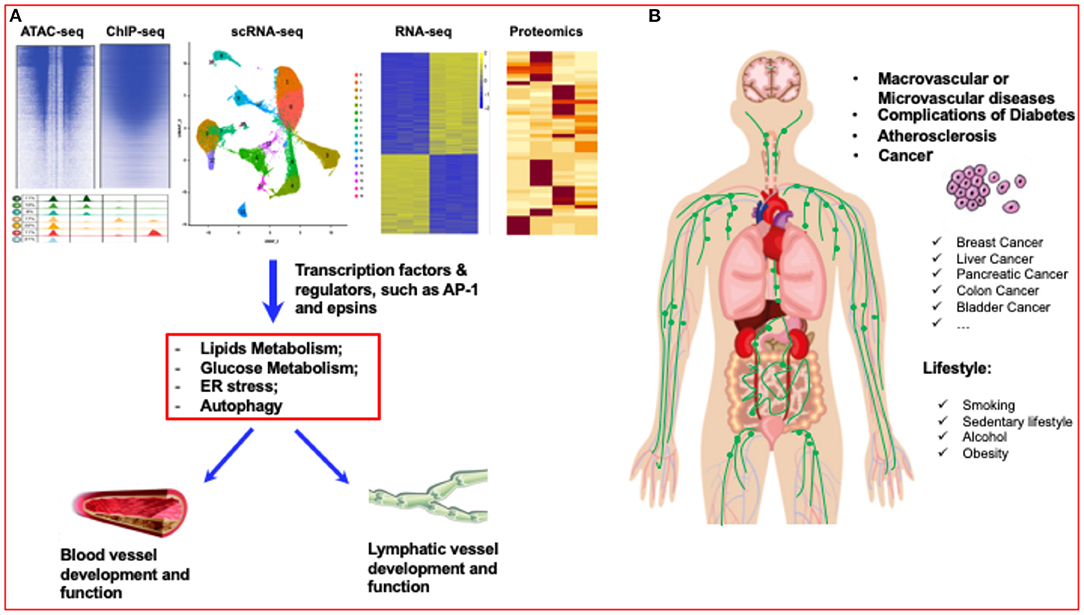 Frontiers Diabetes And Its Cardiovascular Complications 