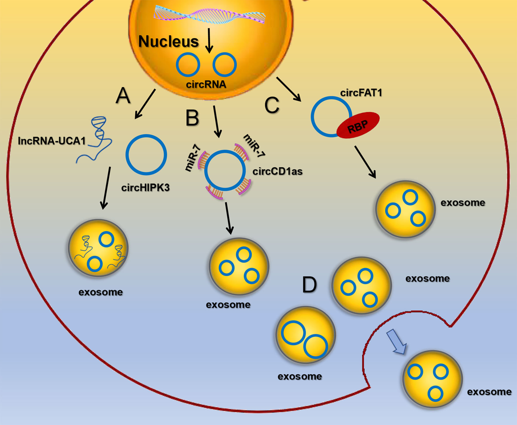 Frontiers Circular Rnas And Their Role In Exosomes