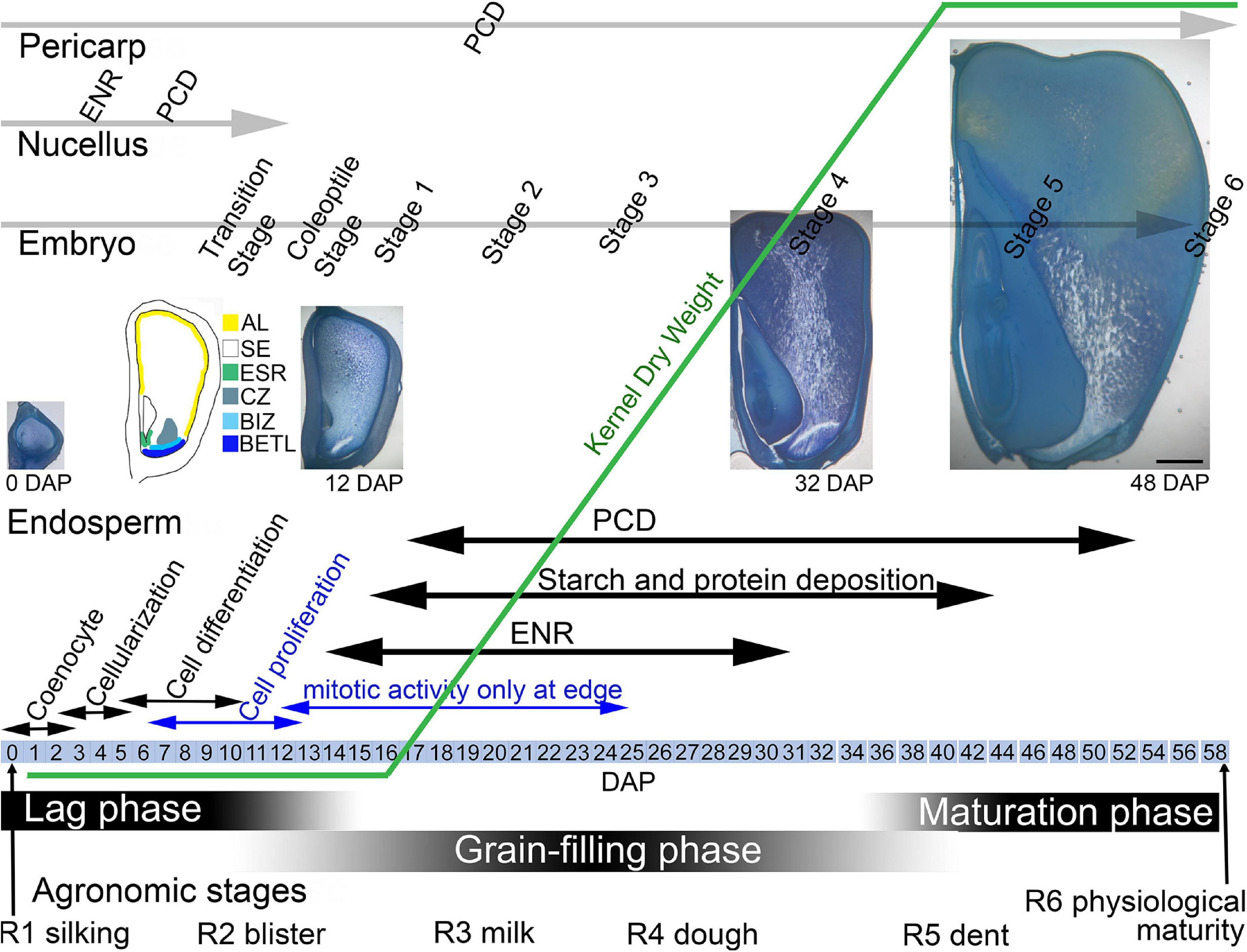 Frontiers Maize Endosperm Development Tissues Cells Molecular