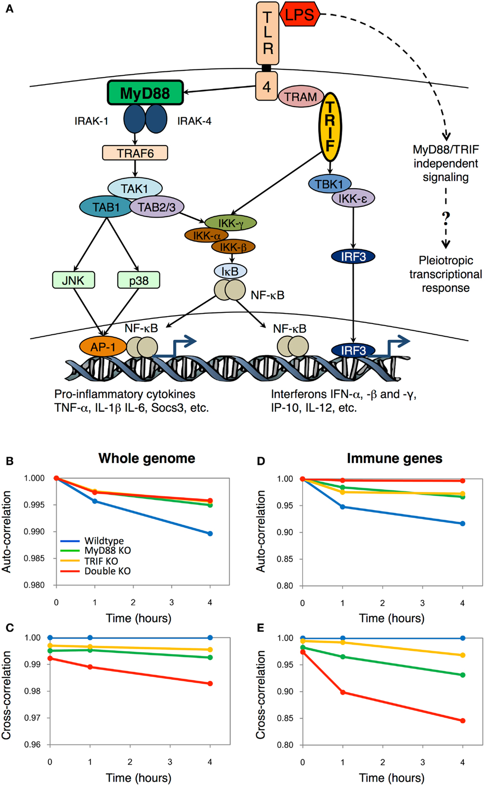 Frontiers Beyond Myd88 And Trif Pathways In Toll Like Receptor Signaling