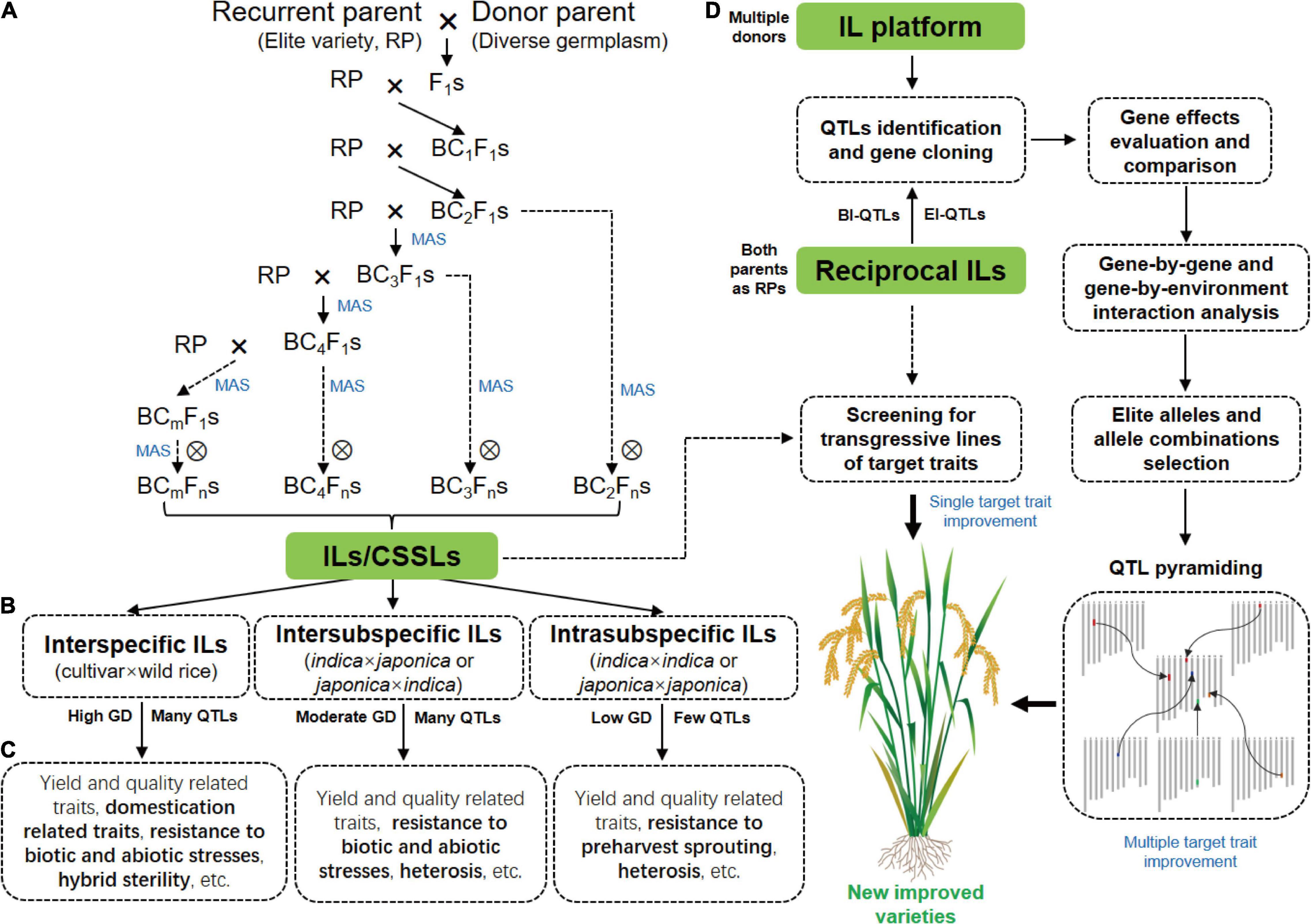 Frontiers Introgression Lines Valuable Resources For Functional 