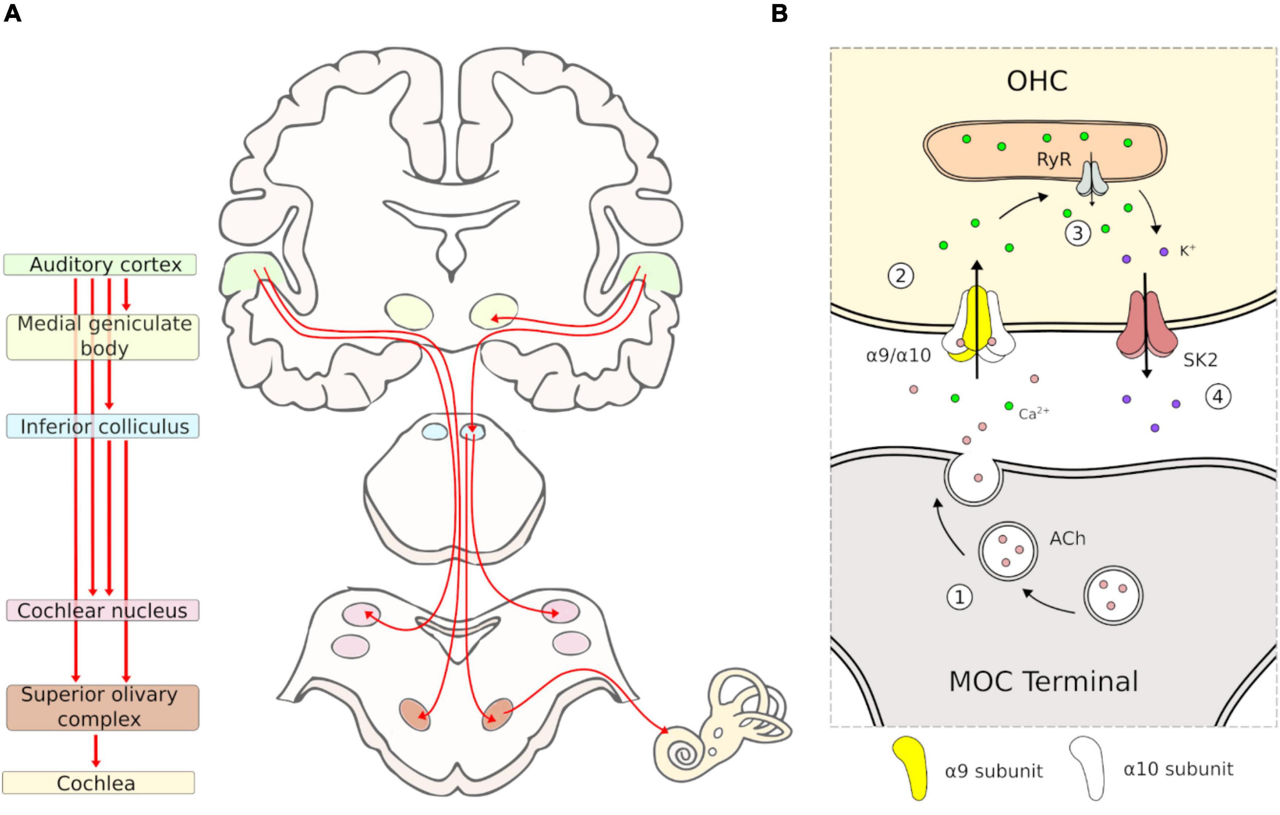 Frontiers Corticofugal And Brainstem Functions Associated With Medial 