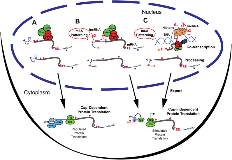 Frontiers Lncrnas And Chromatin Modifications Pattern M6a Methylation