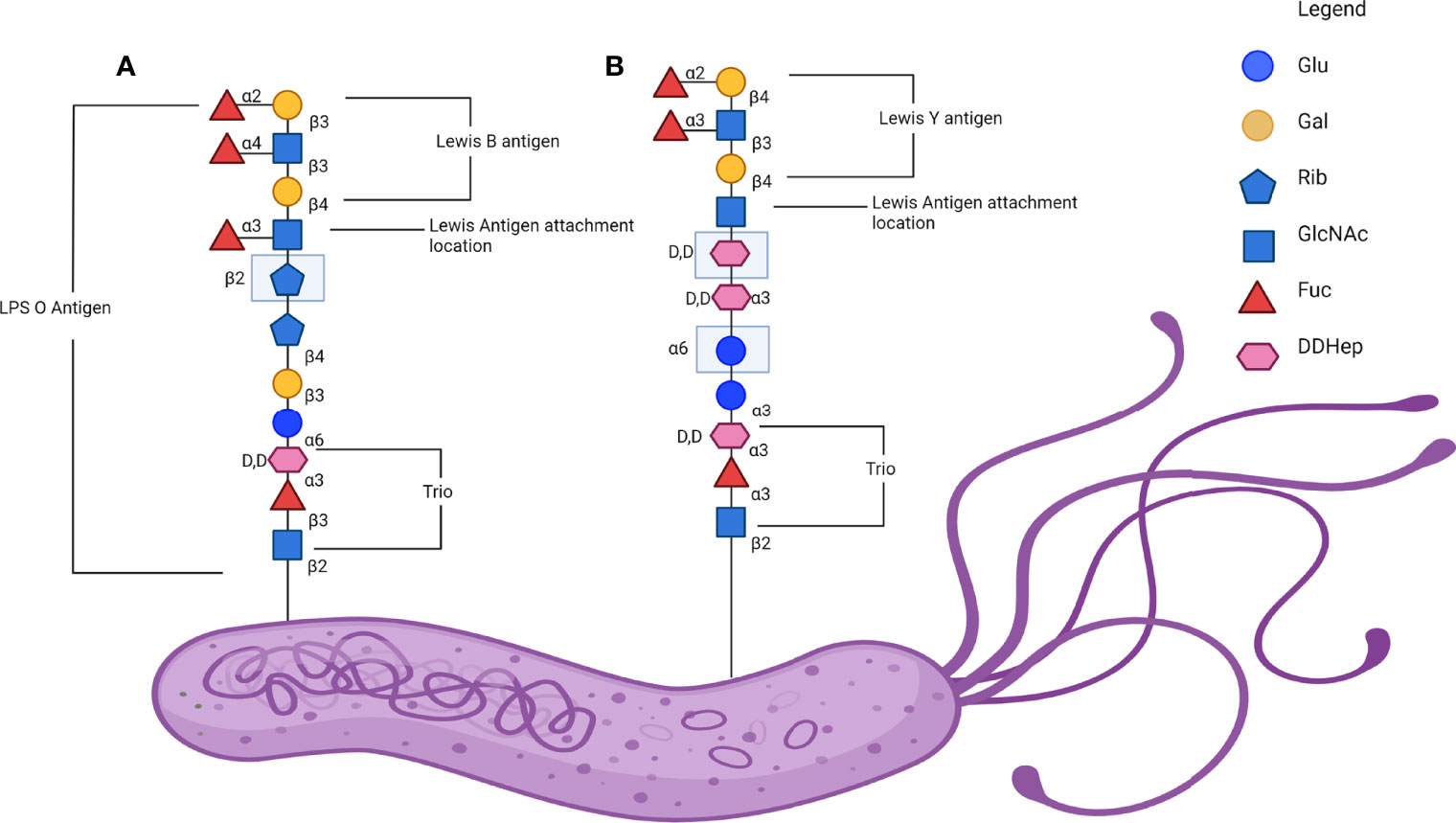 Frontiers Helicobacter Pylori And The Role Of Lipopolysaccharide