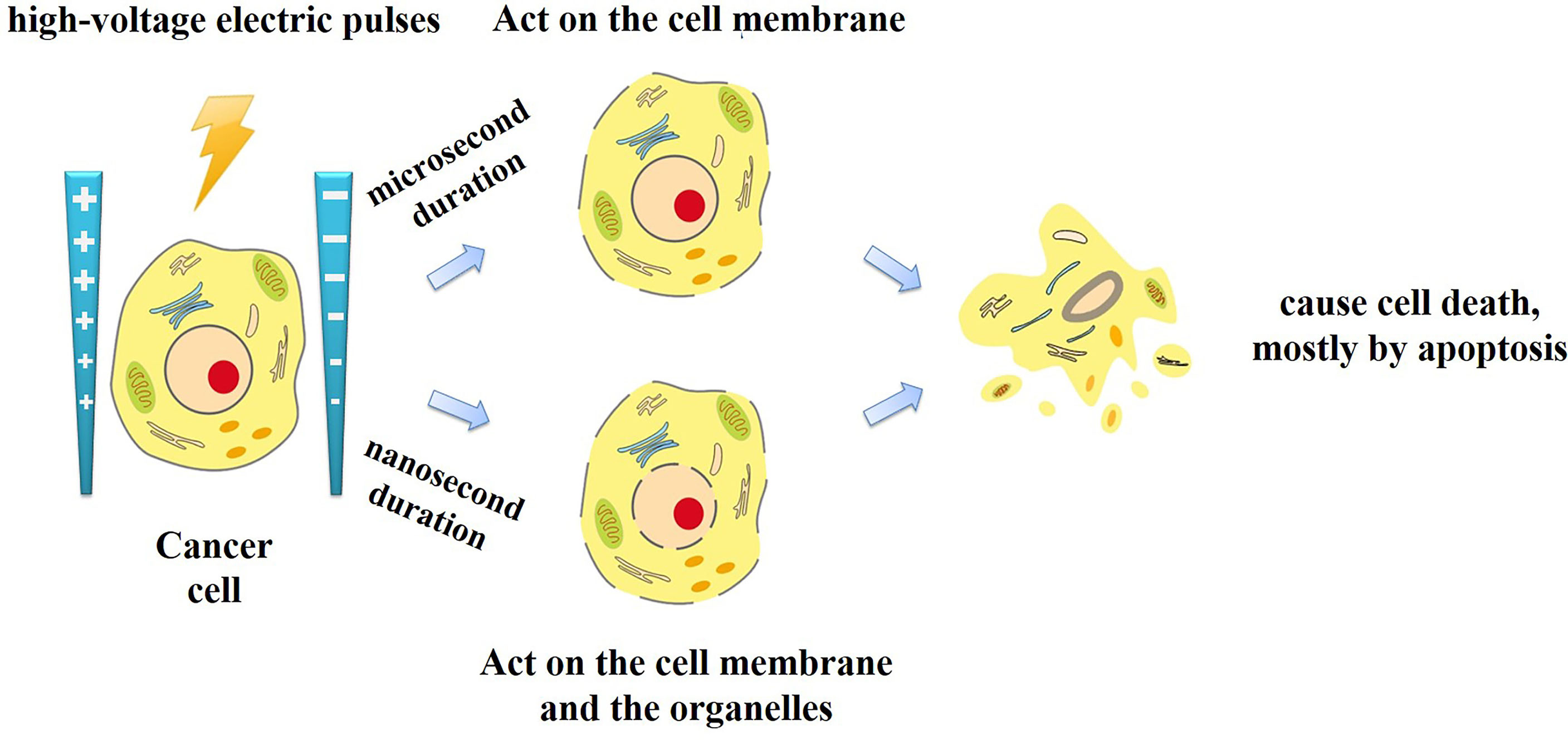 Frontiers The Safety And Efficacy Of Nanosecond Pulsed Electric Field