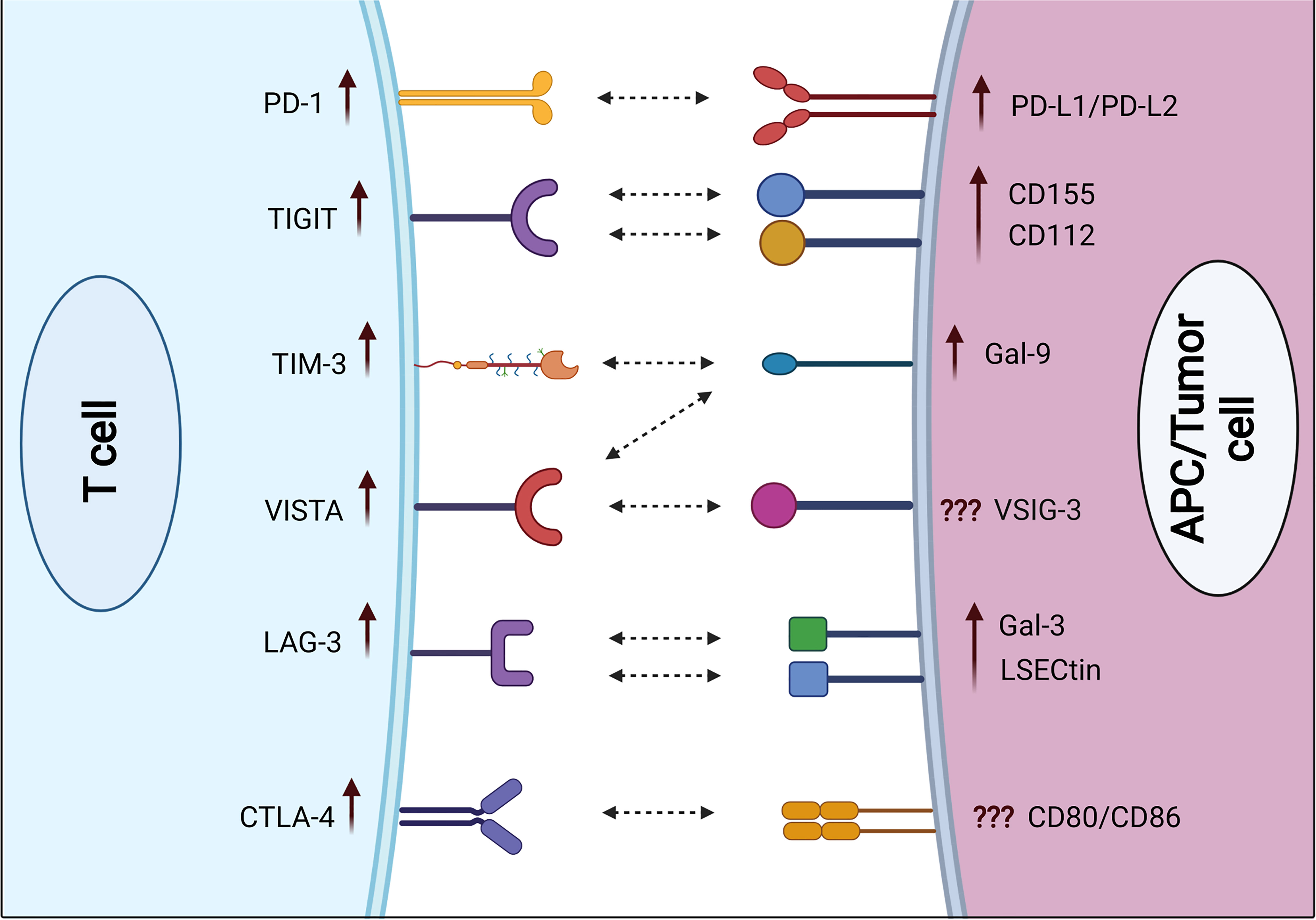 What Are Immune Checkpoint Inhibitors - vrogue.co What Are Immune Checkpoint Inhibitors - vrogue.co