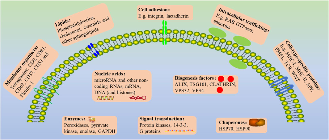 Frontiers Extracellular Vesicles In Cardiovascular Diseases Diagnosis And Therapy