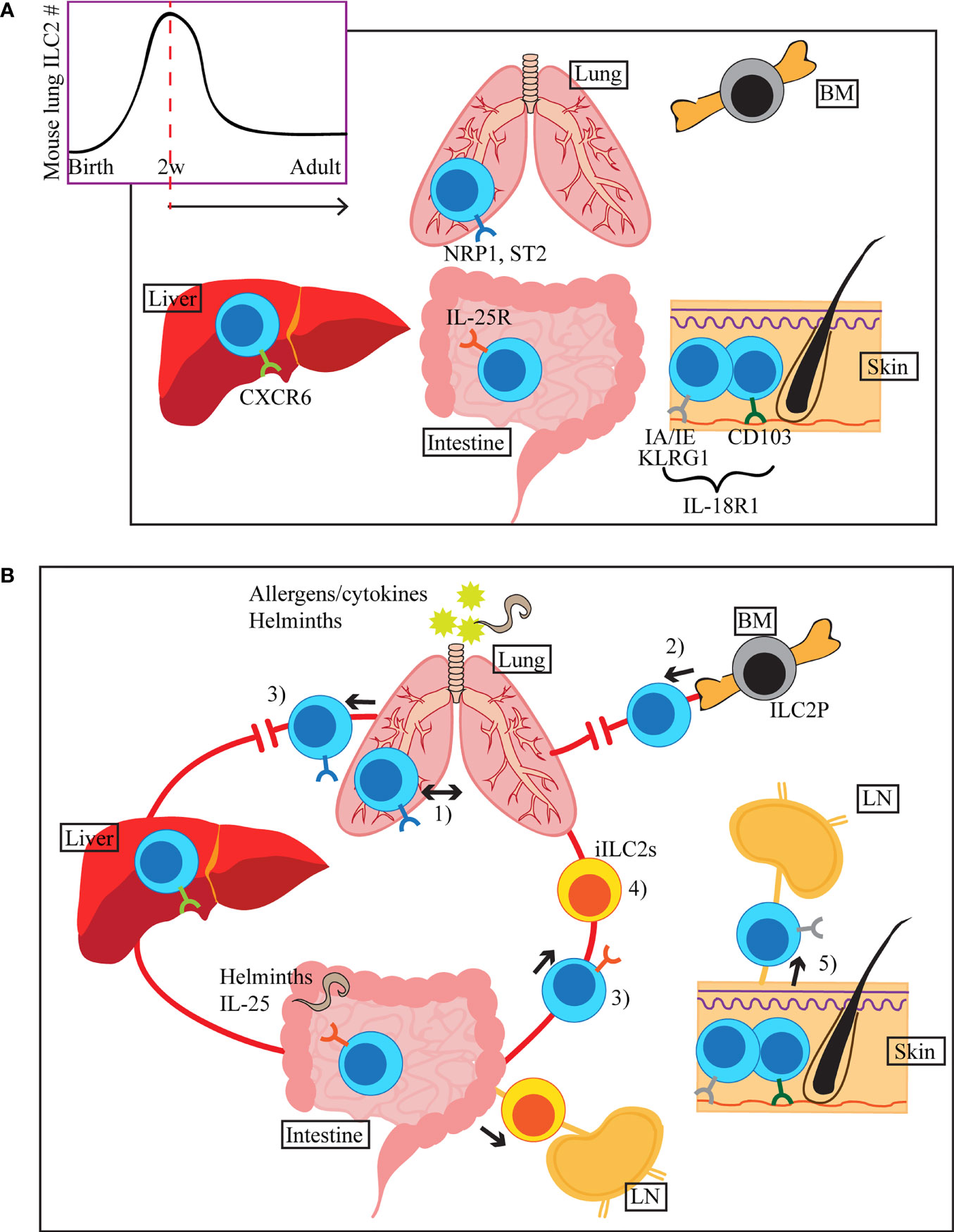 Frontiers Tissue Resident And Migratory Group 2 Innate Lymphoid Cells