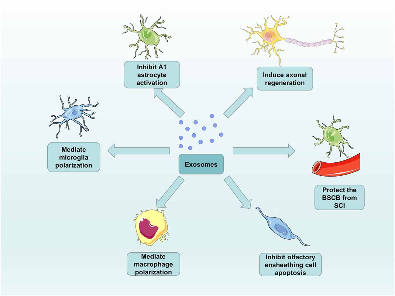 Frontiers The Role Of Exosomes And Exosomal Noncoding Rnas From