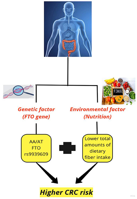 Frontiers The Effect Of Fto Rs9939609 Polymorphism On The Association
