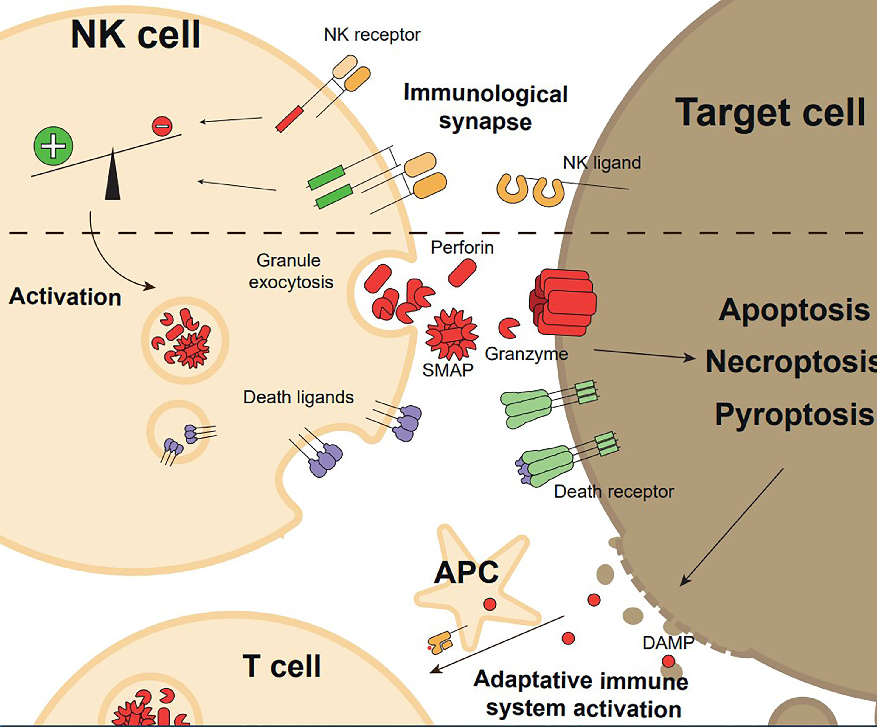 Frontiers All About NK Cell Mediated Death In Two Acts And An
