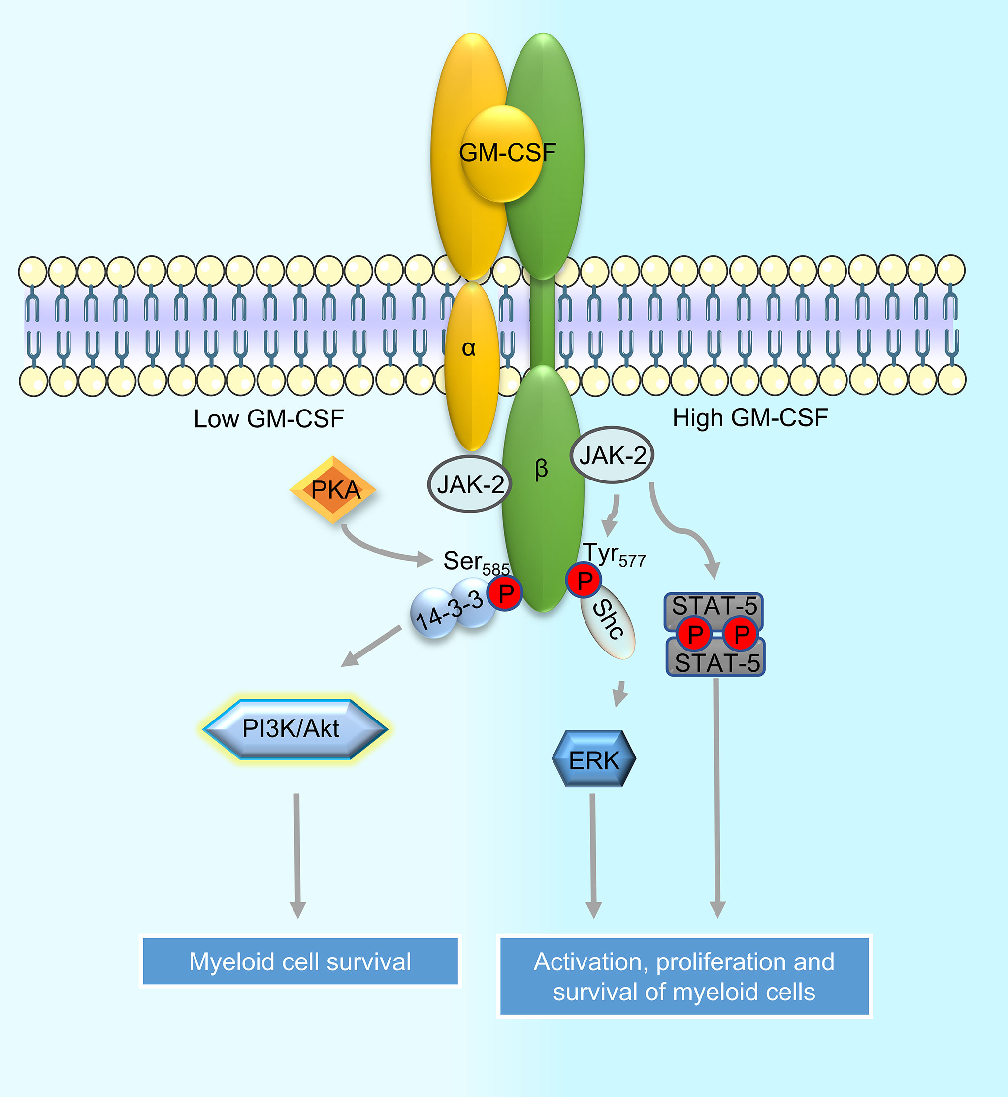 Frontiers GM CSF A Double Edged Sword In Cancer Immunotherapy