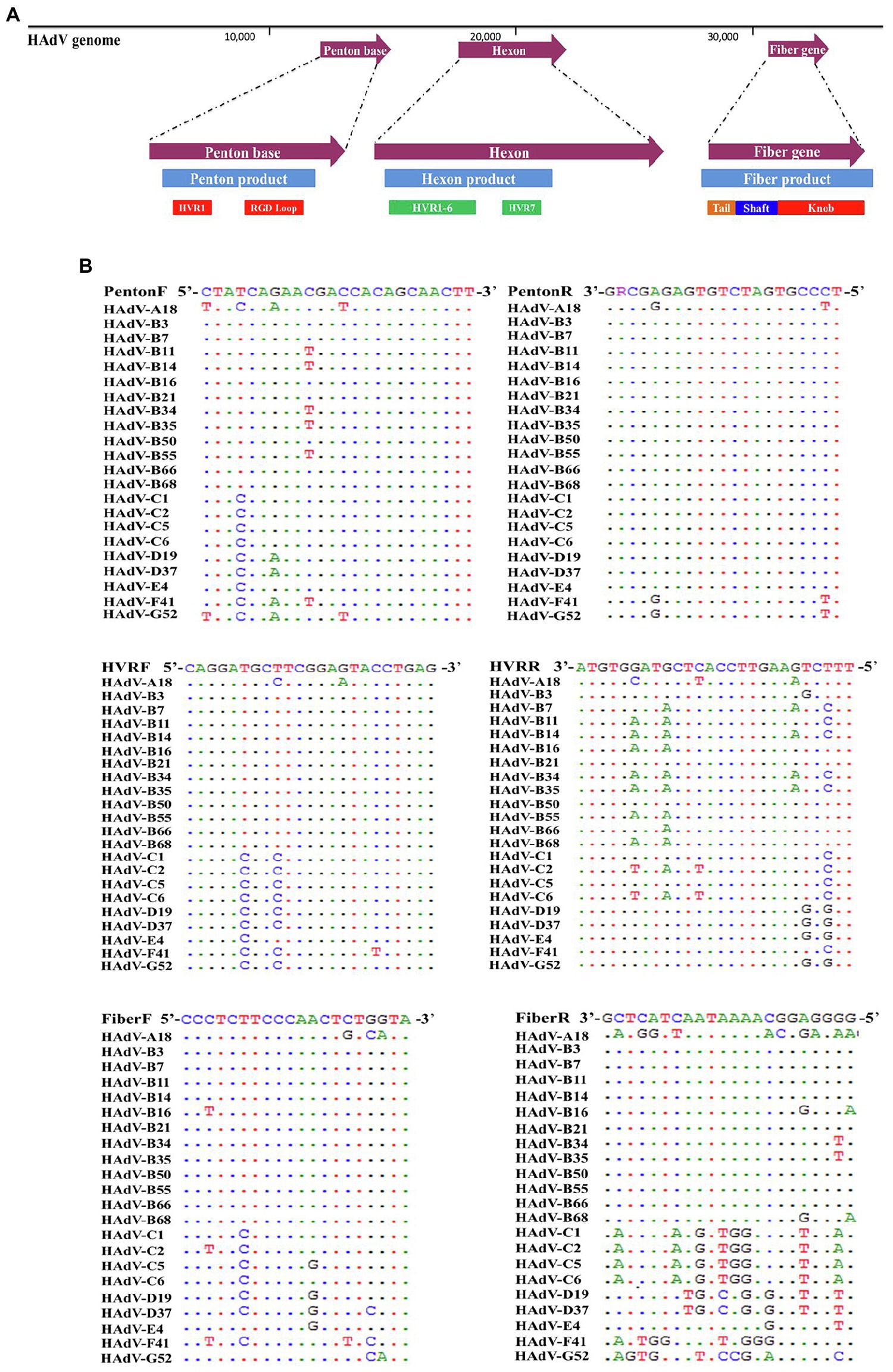 Frontiers Molecular Typing And Rapid Identification Of Human