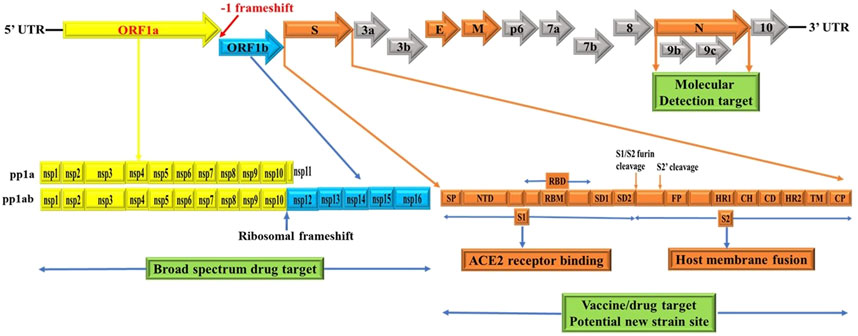 Frontiers | Insight into genomic organization of pathogenic coronaviruses, SARS-CoV-2 ...