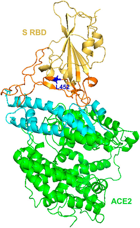 Frontiers | Insight into genomic organization of pathogenic coronaviruses, SARS-CoV-2 ...