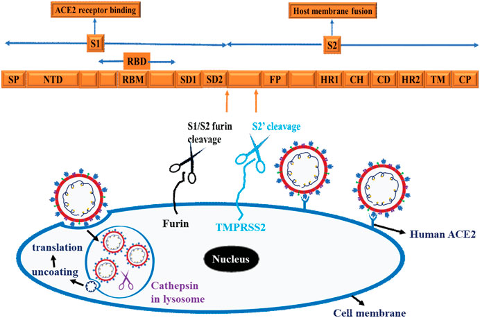 Frontiers | Insight into genomic organization of pathogenic coronaviruses, SARS-CoV-2 ...