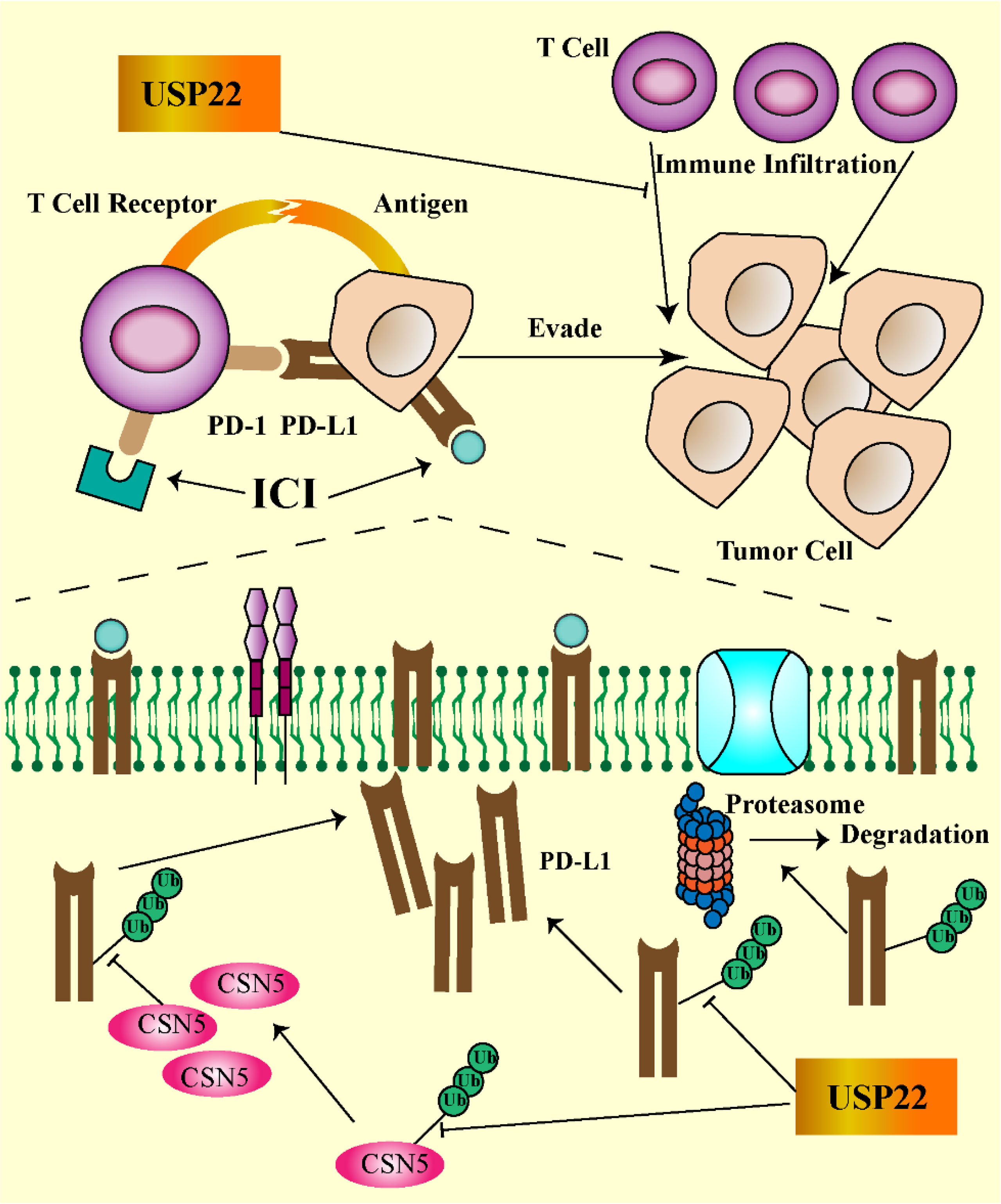 Frontiers Immune Evasion And Drug Resistance Mediated By Usp22 In