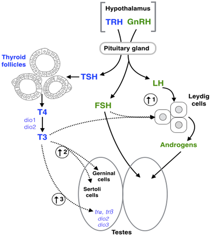 Frontiers Crossover Of The Hypothalamic Pituitary Adrenal Interrenal