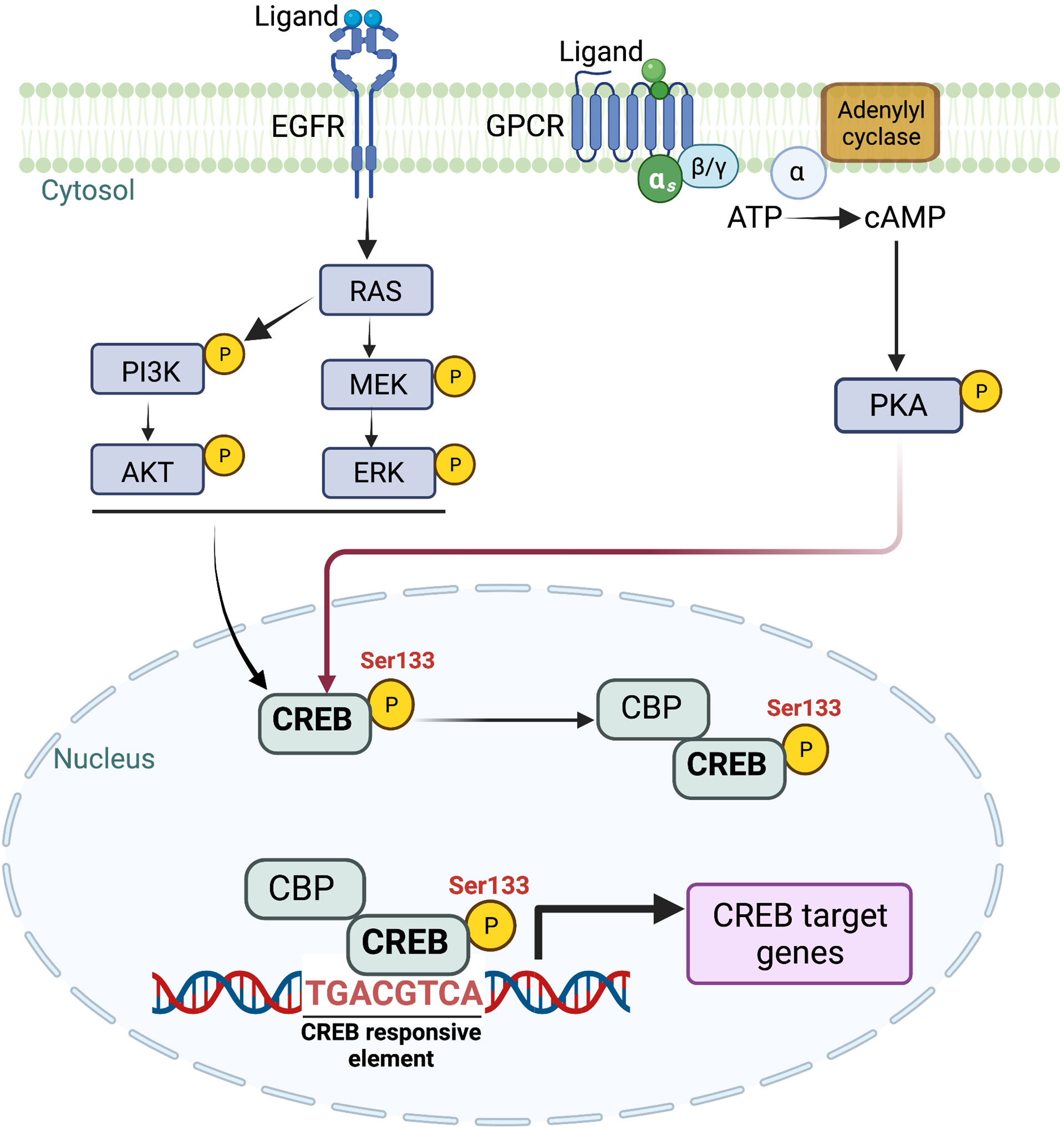Frontiers Emerging Role Of CREB In Epithelial To Mesenchymal