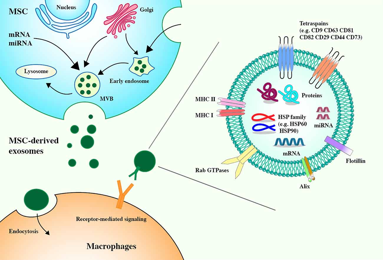 Frontiers Mesenchymal Stem Cell Derived Exosomal Mirnas Promote M2