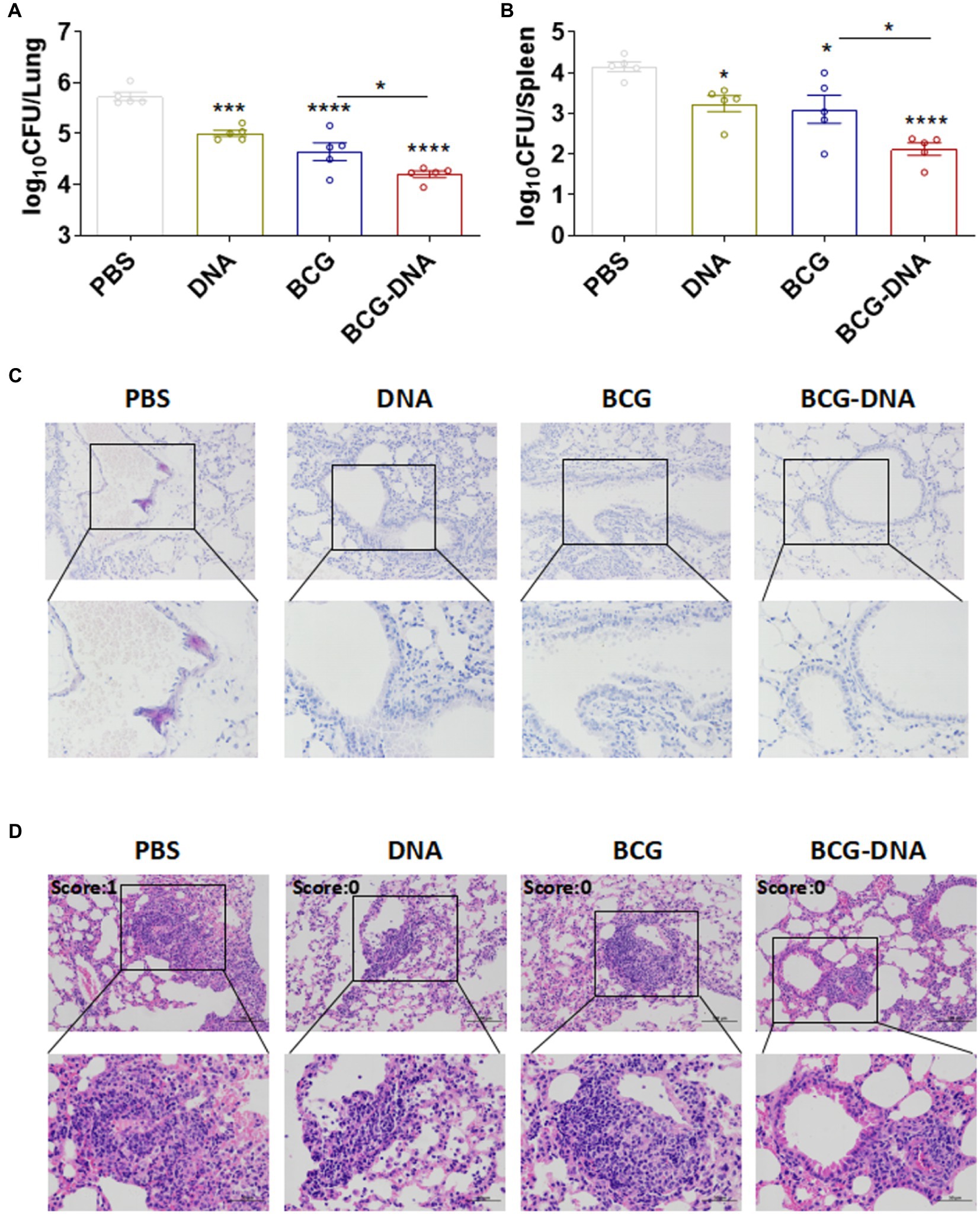 Frontiers Heterologous Prime Boost Bcg With Dna Vaccine Expressing