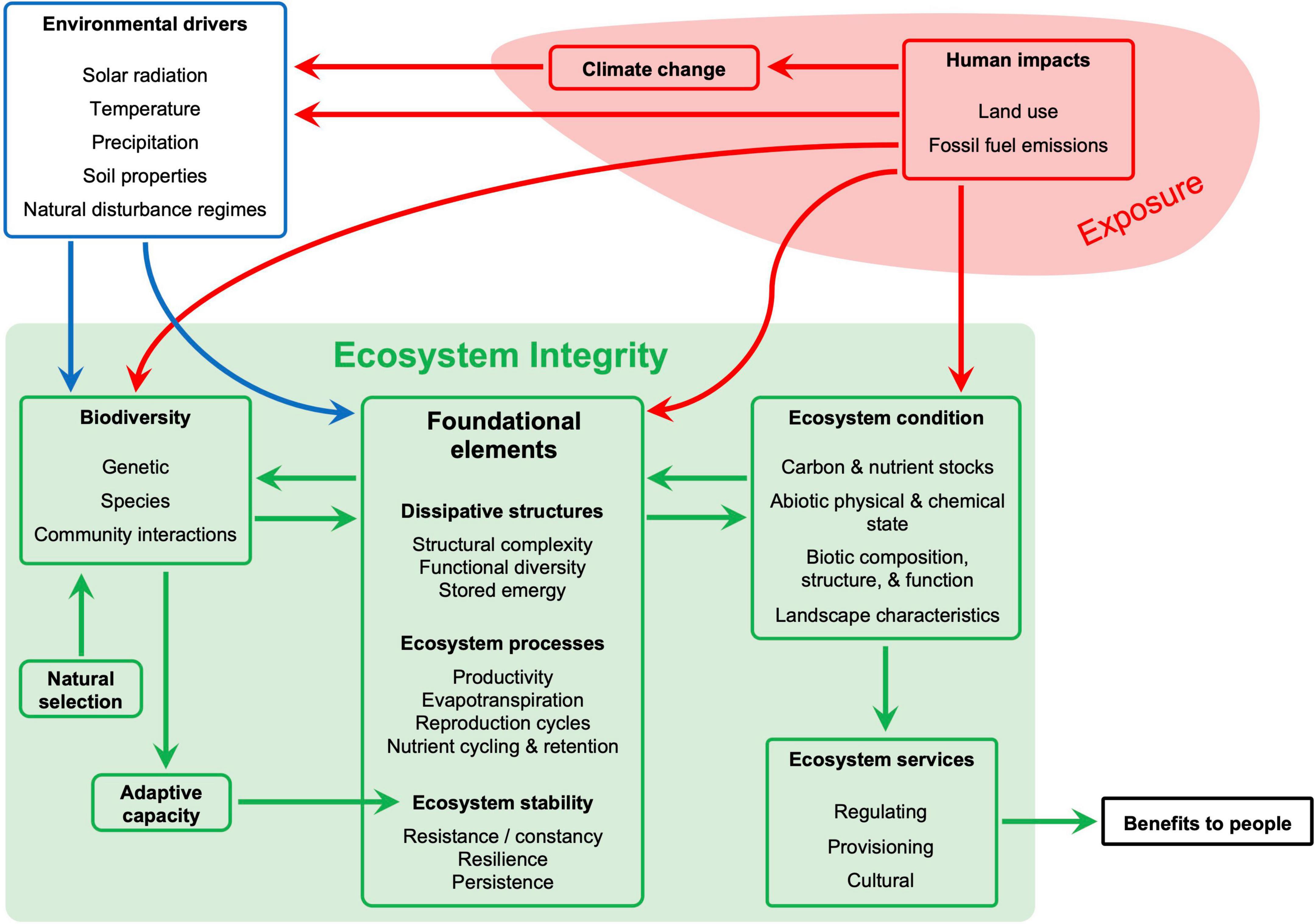 Structure And Function Of Forest Ecosystemterrestrial