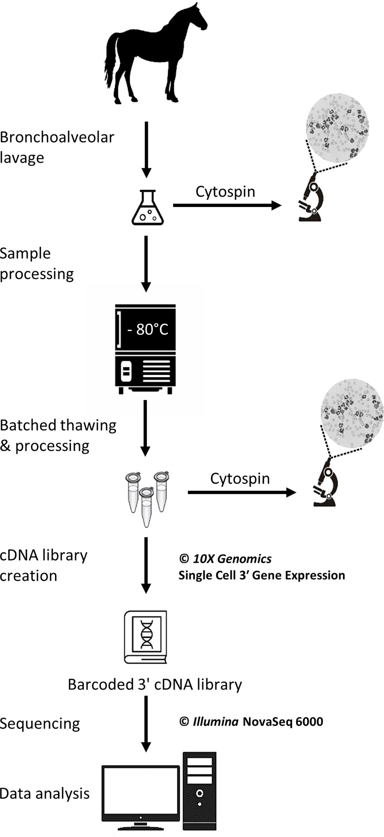 Frontiers Single Cell Gene Expression Analysis Of Cryopreserved