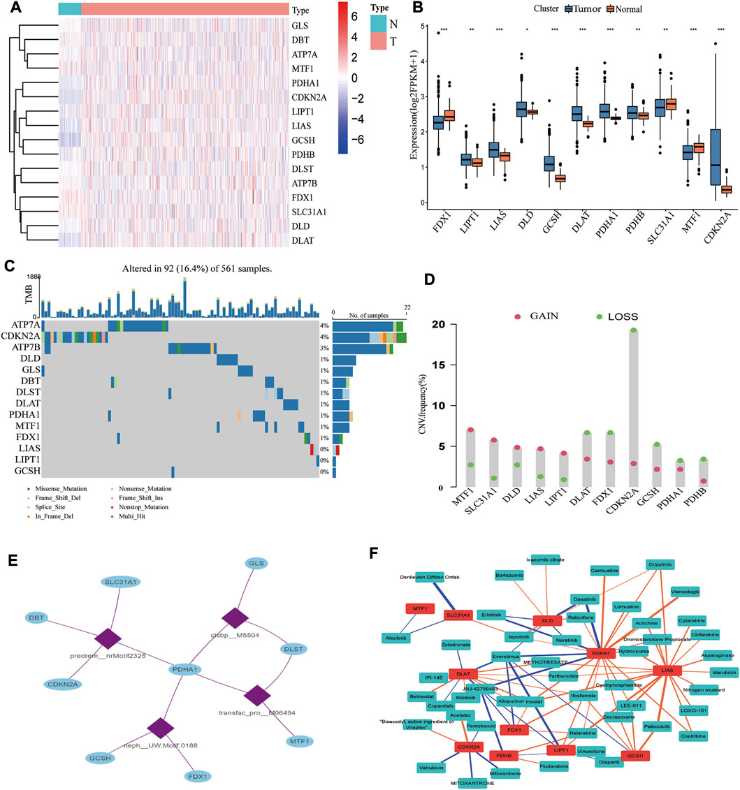 Frontiers Identification Of Cuproptosis Related Subtypes In Lung