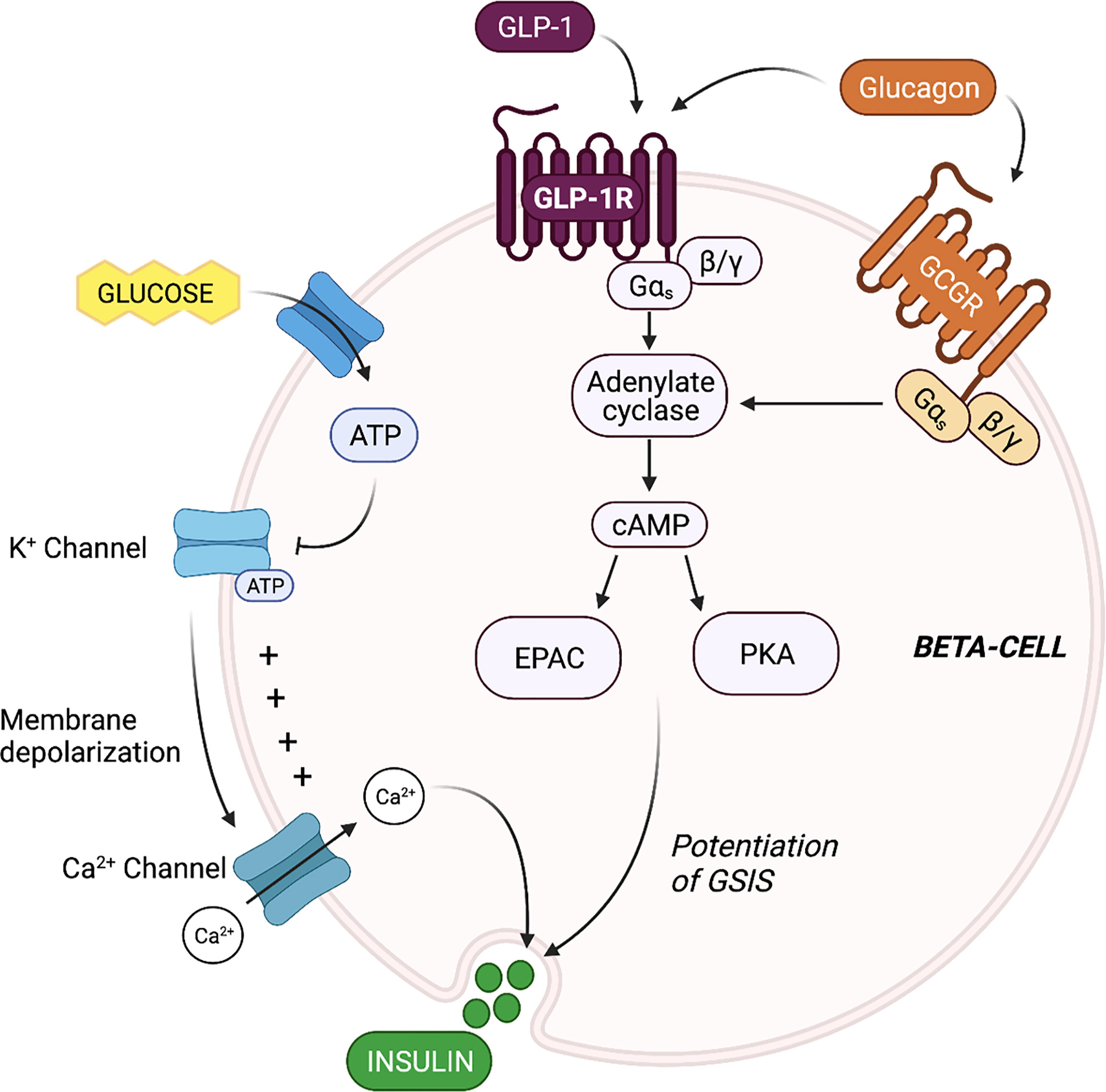 Frontiers Alpha cell Paracrine Signaling In The Regulation Of Beta