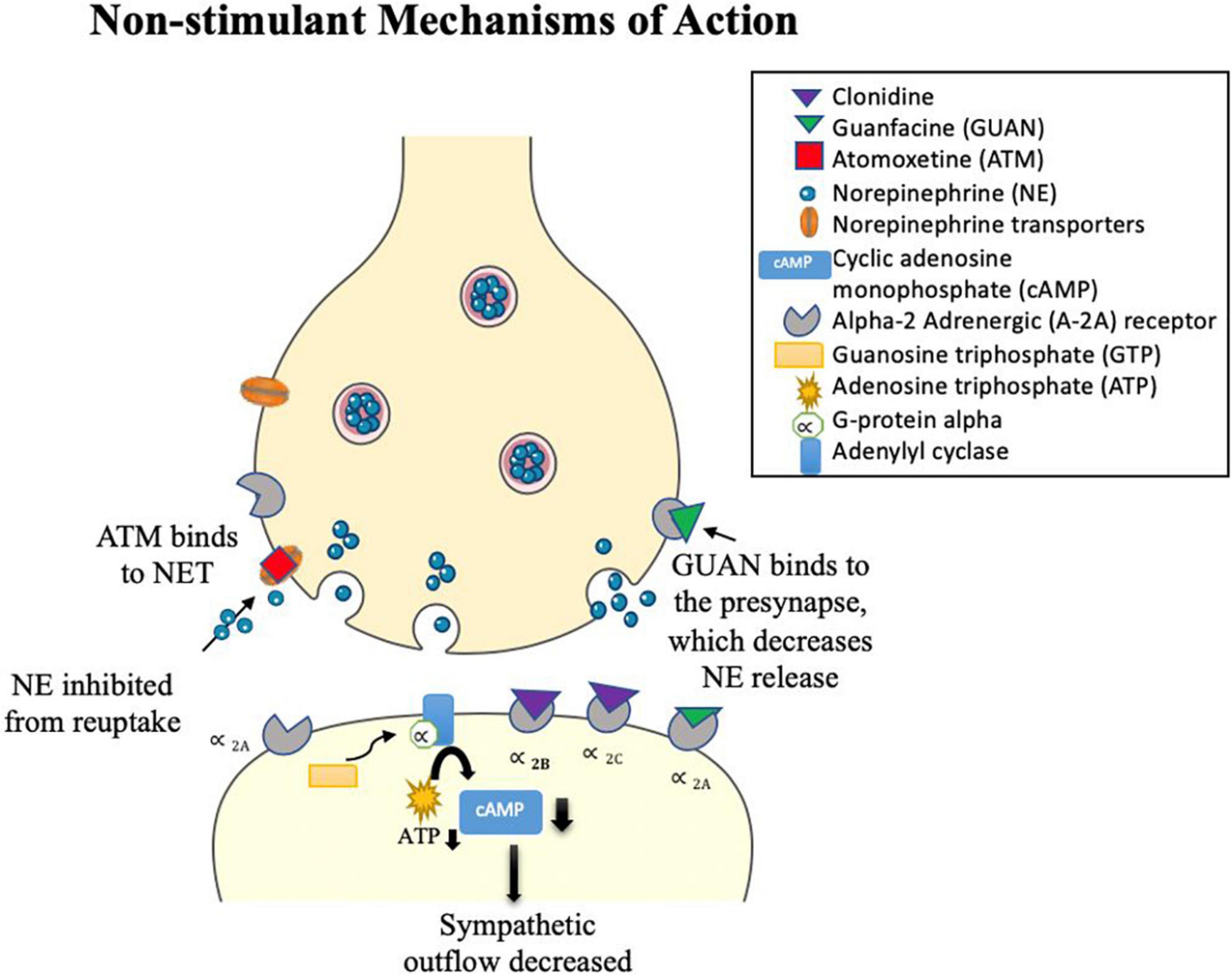 Frontiers The Mechanism Clinical Efficacy Safety And 49 OFF