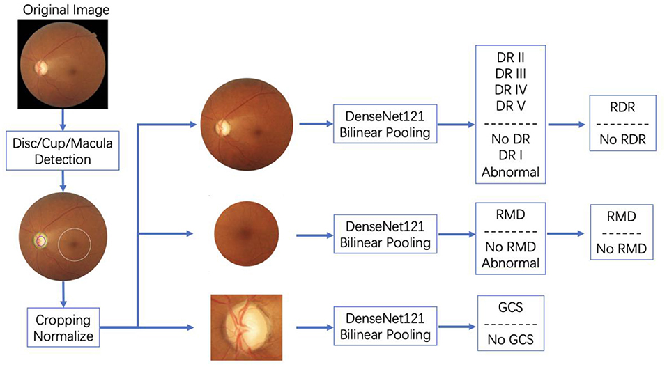 Frontiers | Validating automated eye disease screening AI algorithm in ... Frontiers | Validating automated eye disease screening AI algorithm in ...