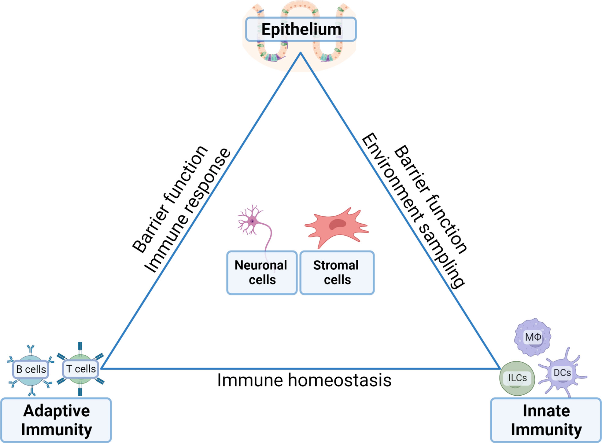 Frontiers Crosstalk Between Epithelium Myeloid And Innate Lymphoid