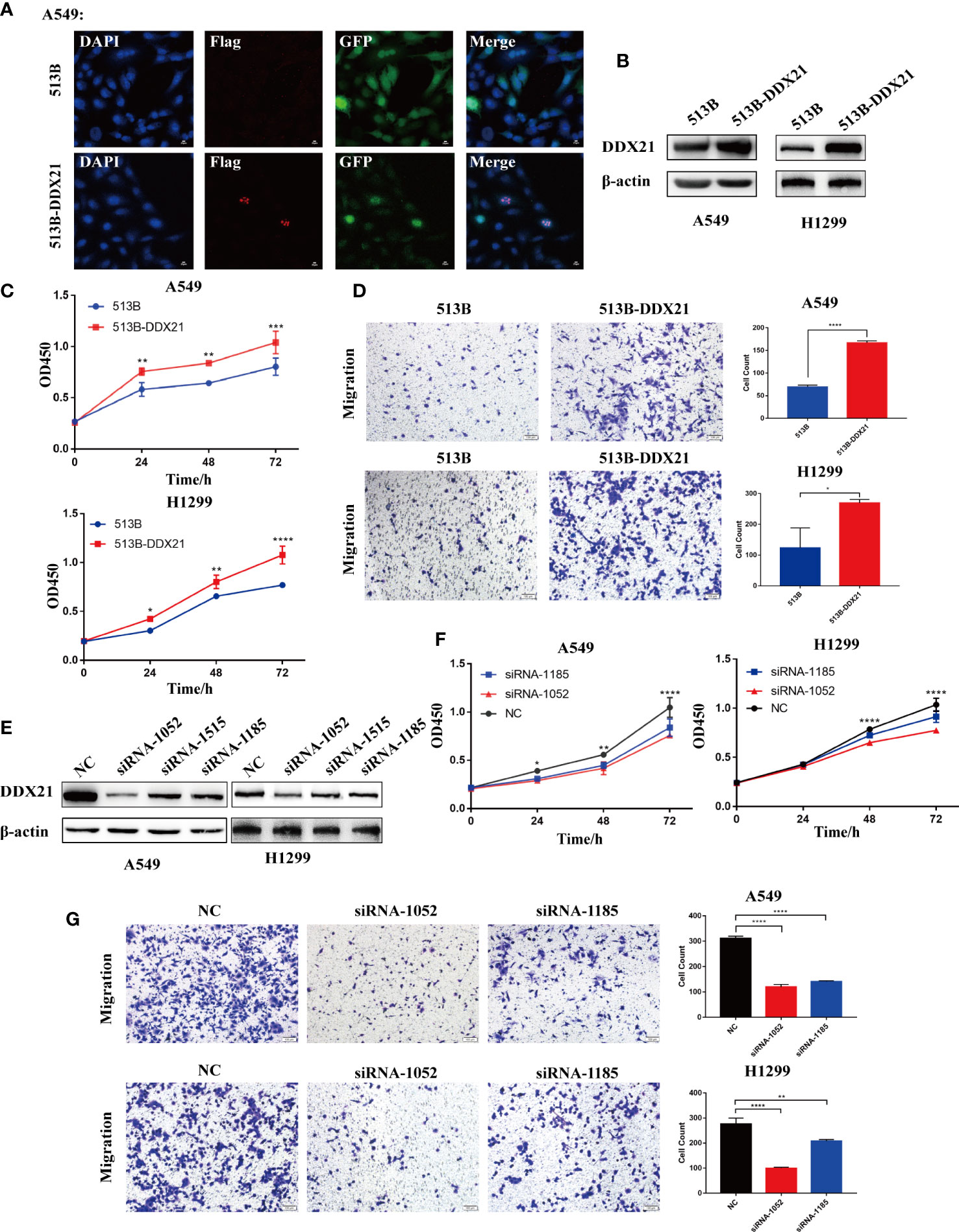 Frontiers Pan Cancer Analysis Reveals Ddx21 As A Potential Biomarker