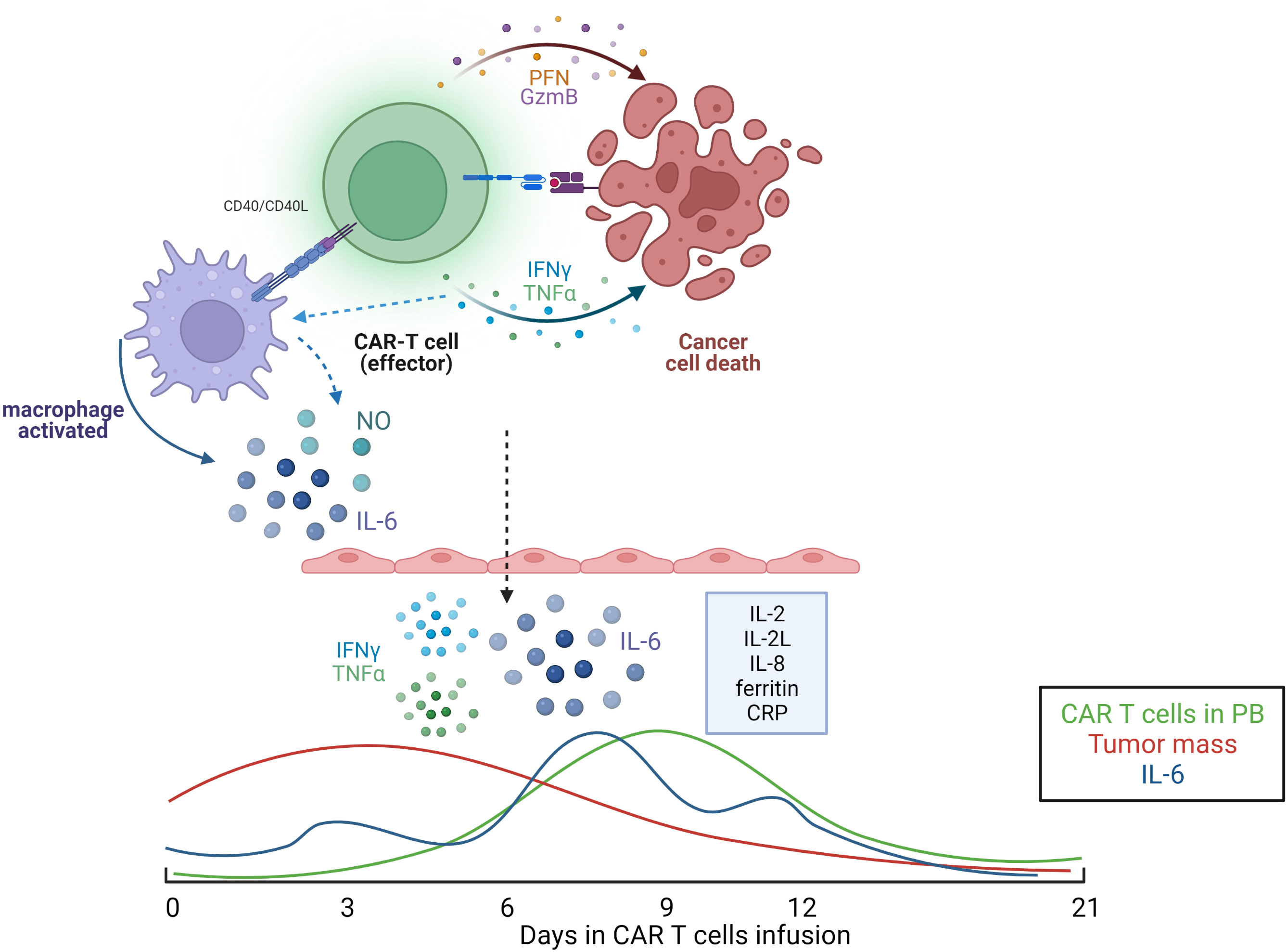 Frontiers Cytokines As An Important Player In The Context Of Car T