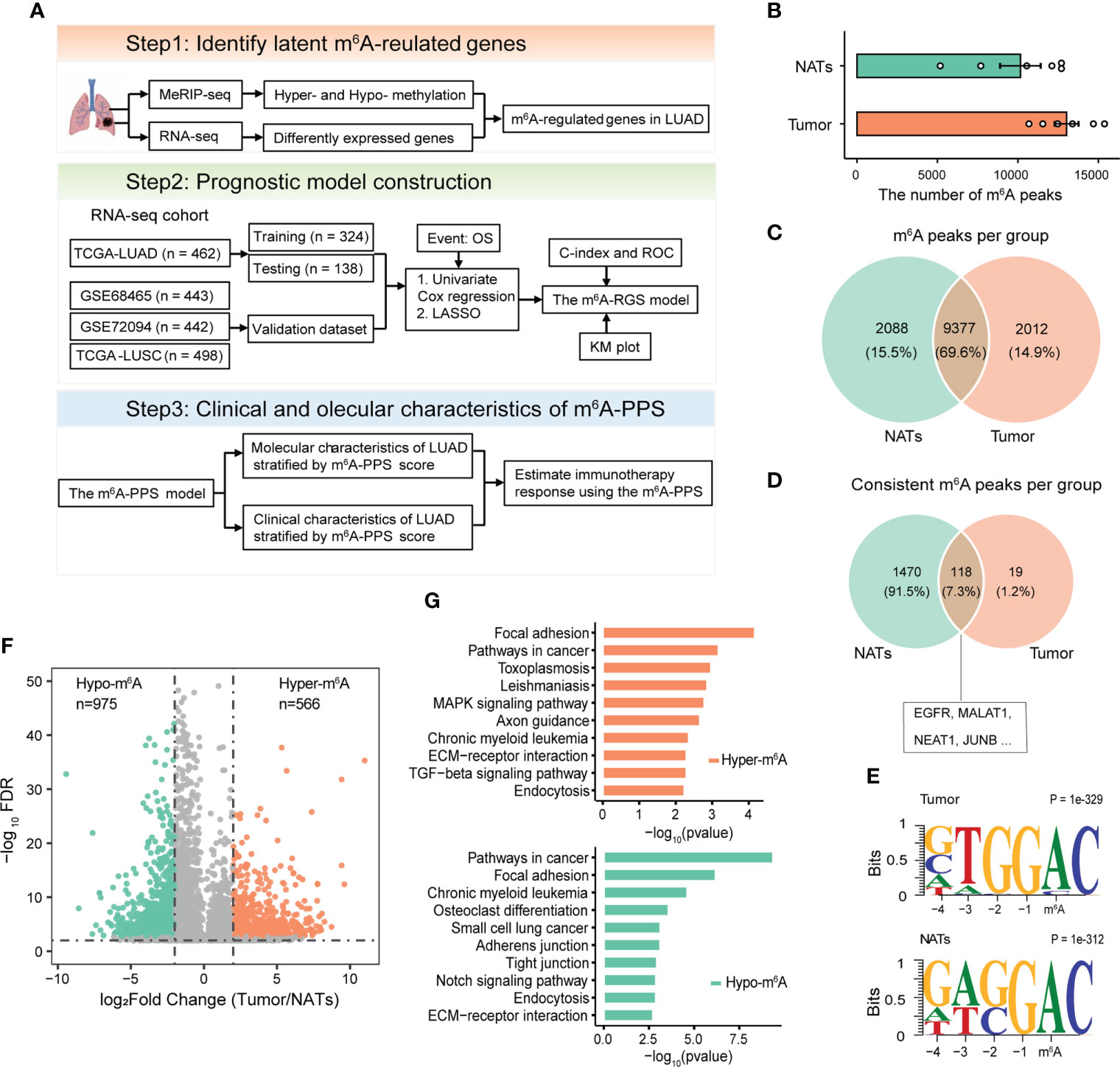 Frontiers | Development and validation of a m6A -regulated prognostic signature in lung ...