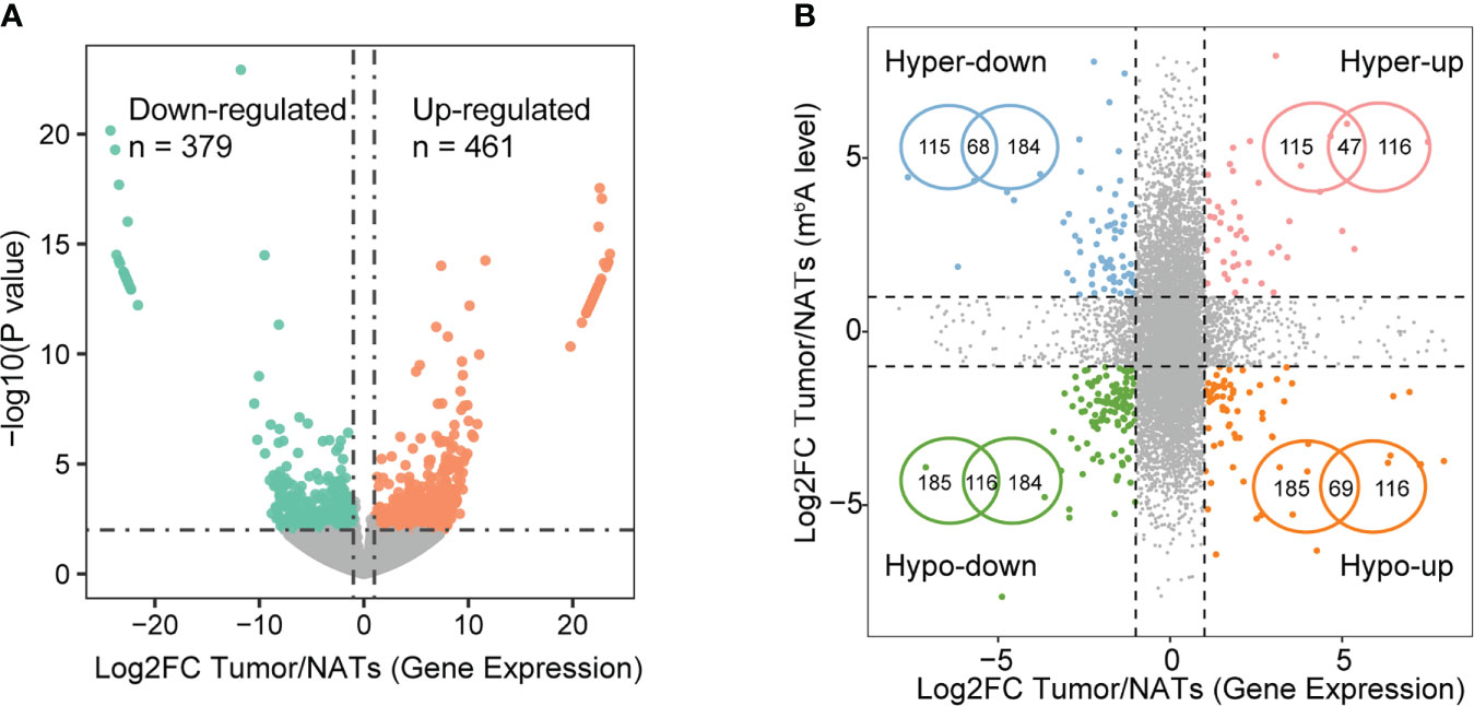 Frontiers | Development and validation of a m6A -regulated prognostic signature in lung ...