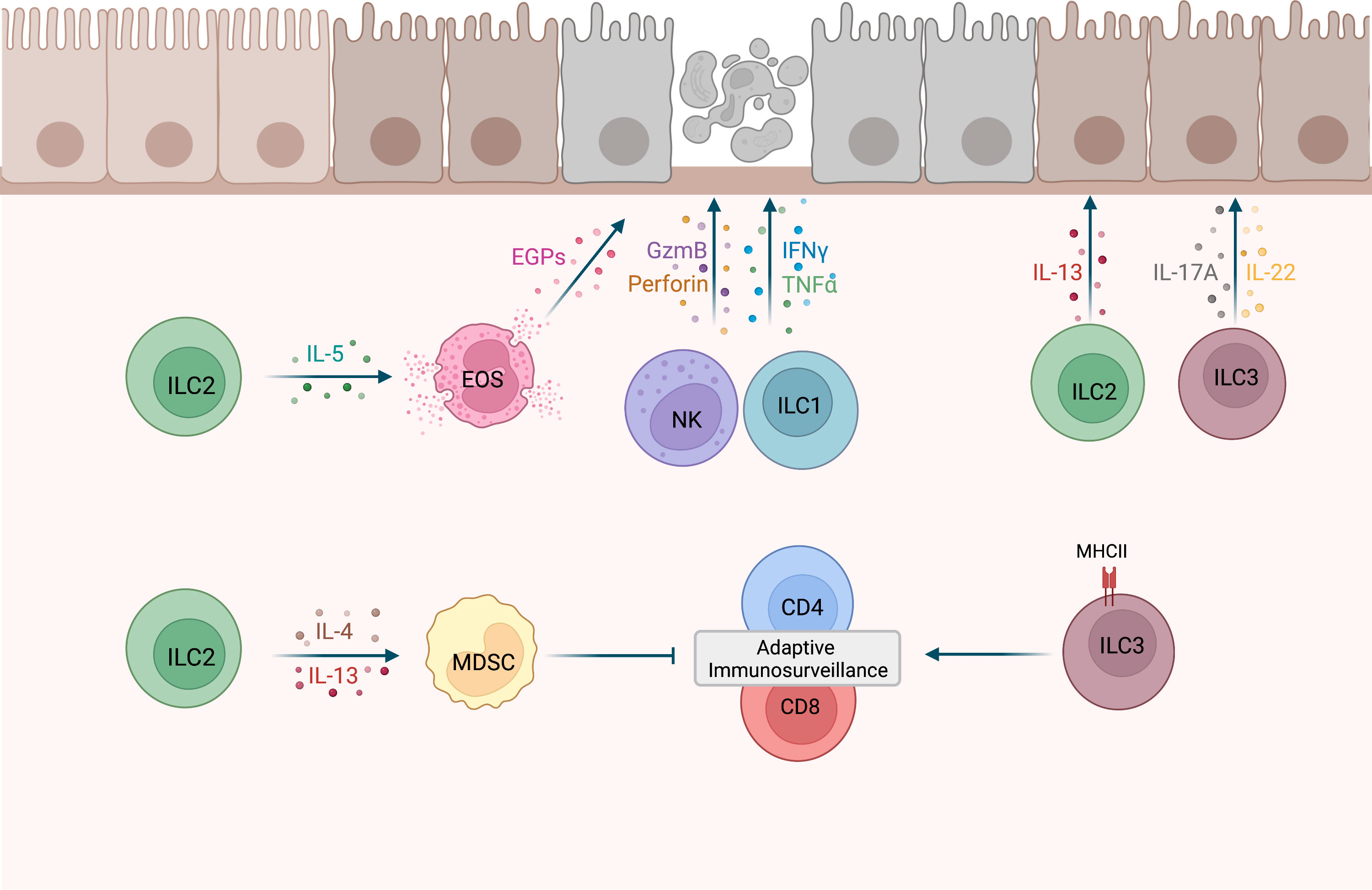 Frontiers Innate Lymphoid Cells In Early Tumor Development