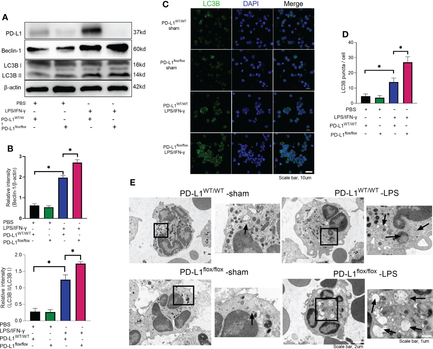 Frontiers Pd L1 Maintains Neutrophil Extracellular Traps Release By