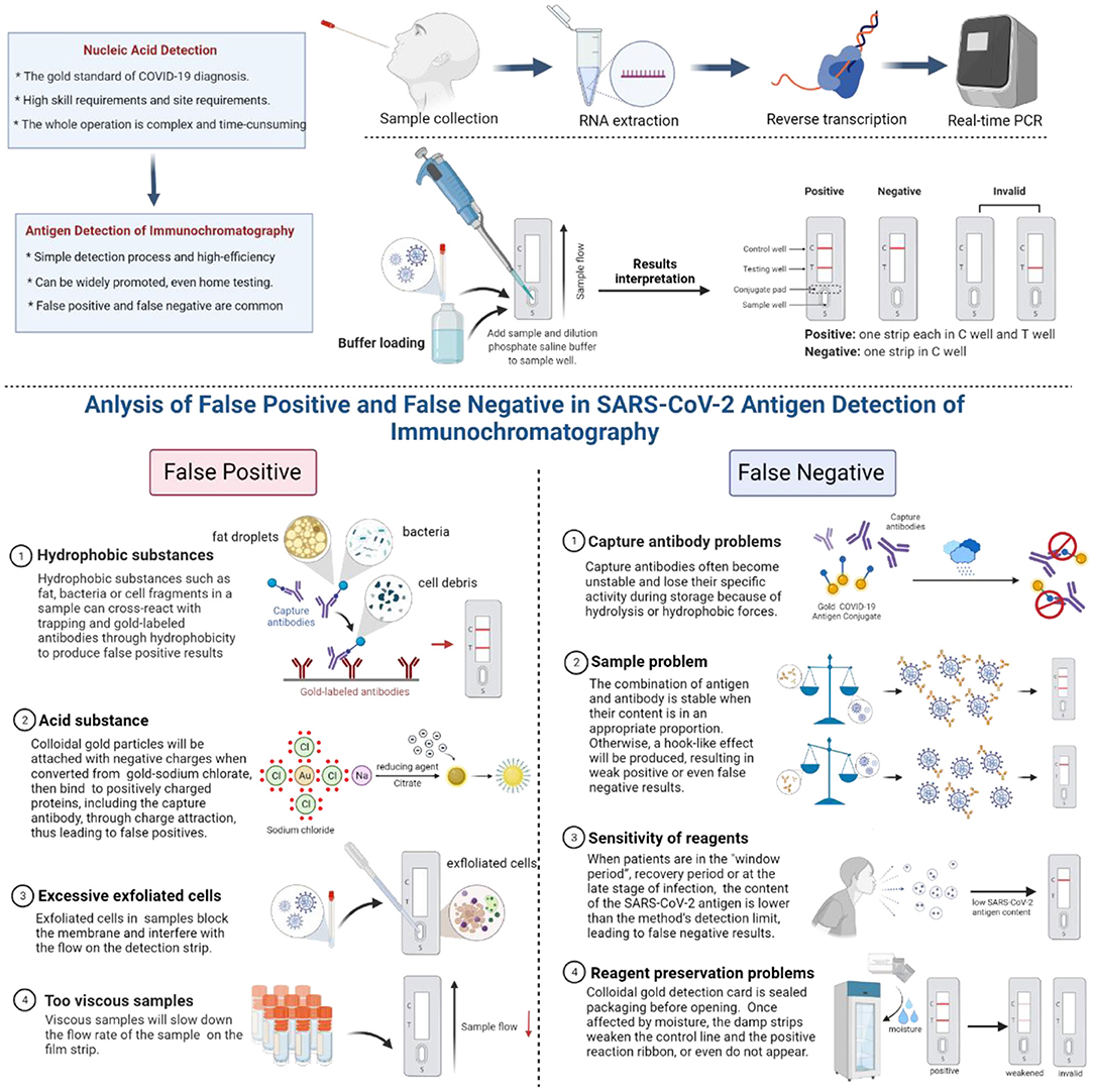 Frontiers Accurate Interpretation Of SARS CoV 2 Antigen Detection By