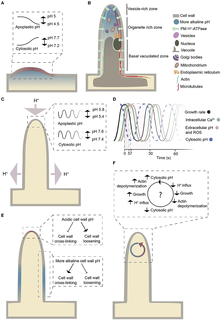Frontiers Root Hair Growth From The PH Point Of View Frontiers Root Hair Growth From The PH Point Of View