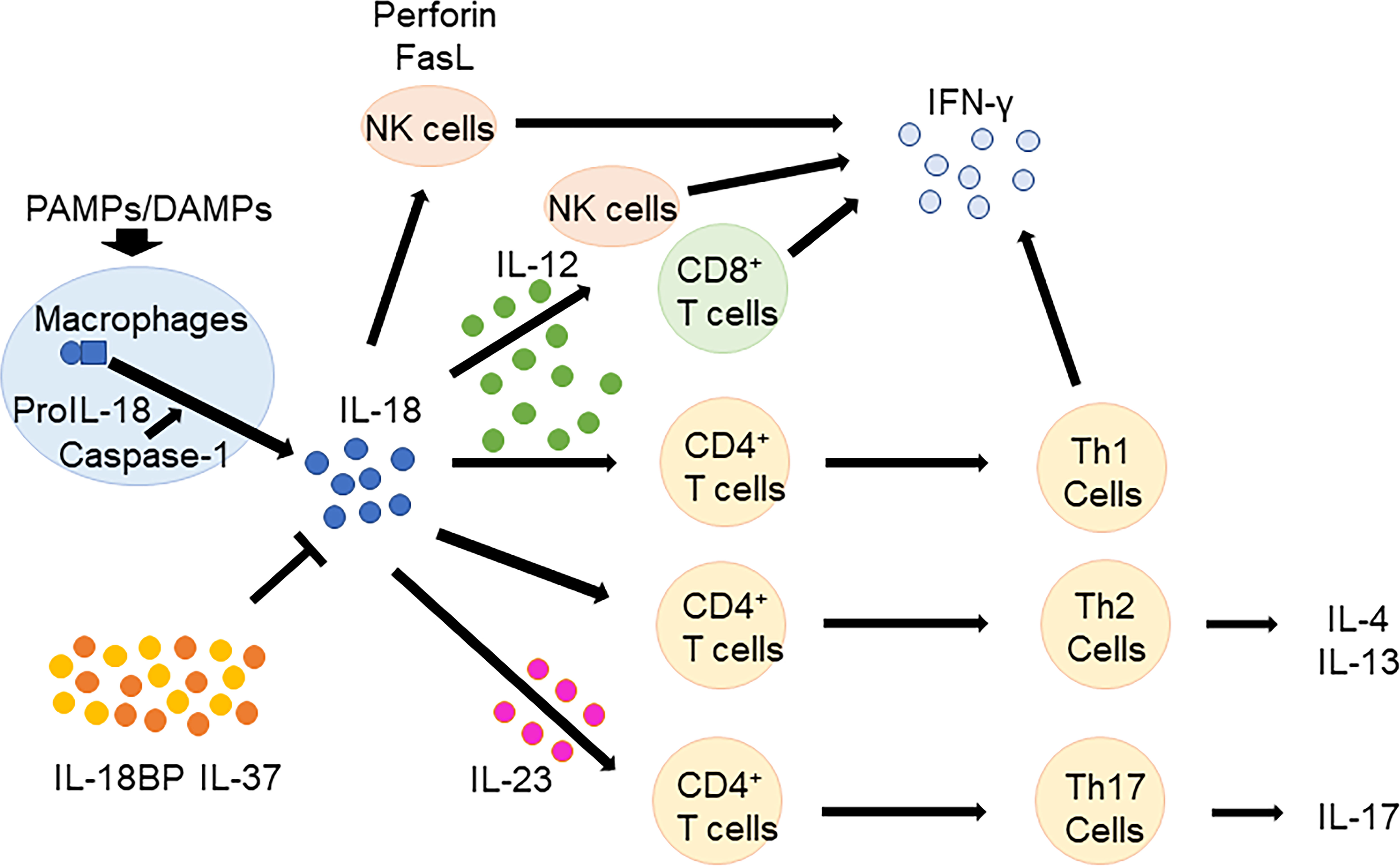 Frontiers Pathogenic Roles And Diagnostic Utility Of Interleukin 18