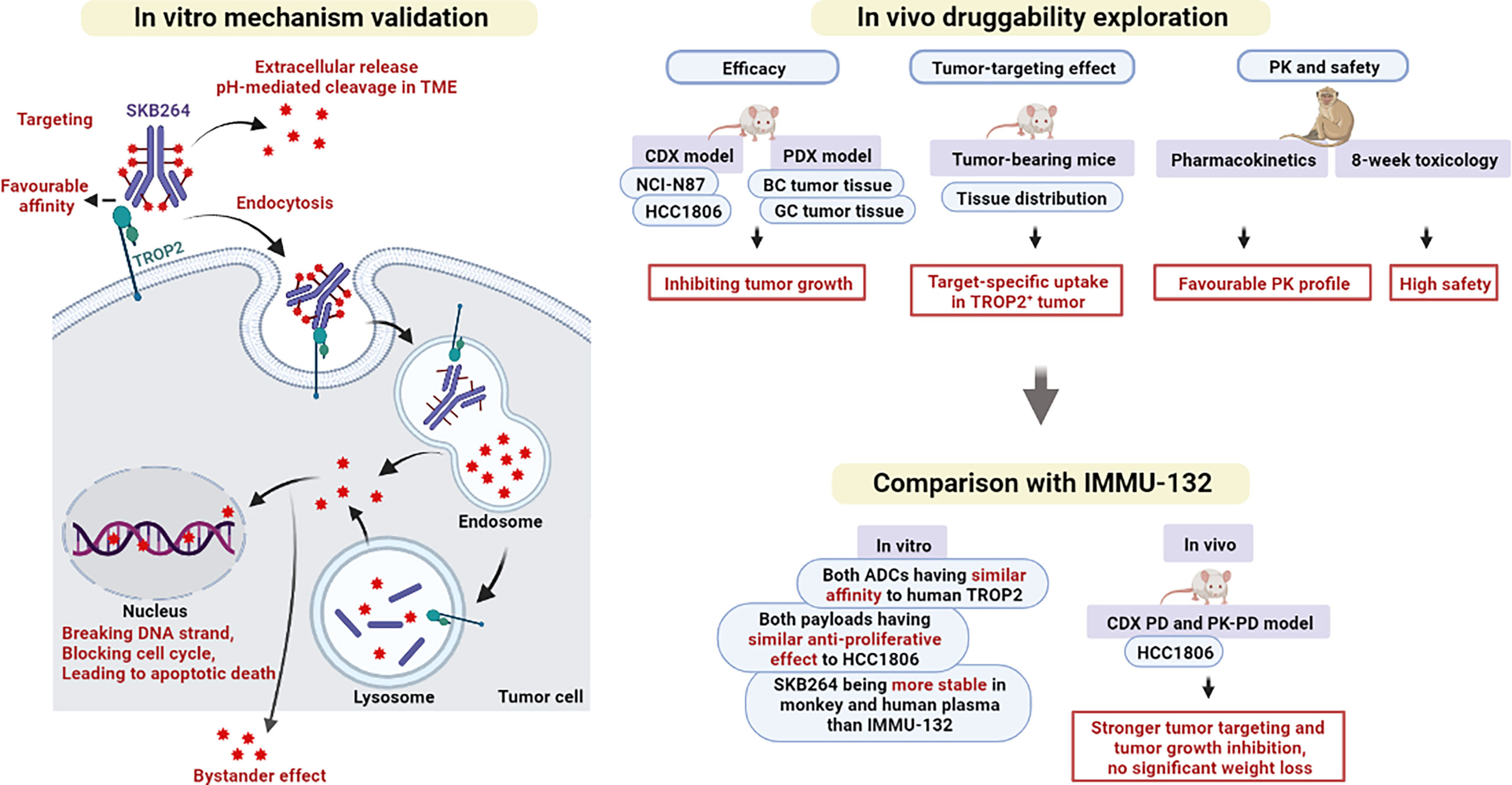 Frontiers | Preclinical profiles of SKB264, a novel anti-TROP2 antibody conjugated to ...