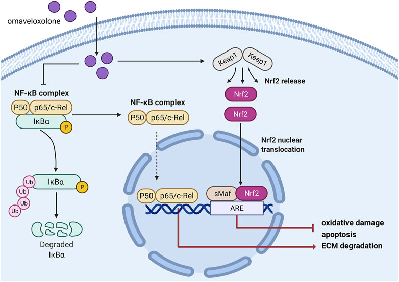 Frontiers Omaveloxolone Inhibits Il 1β Induced Chondrocyte Apoptosis